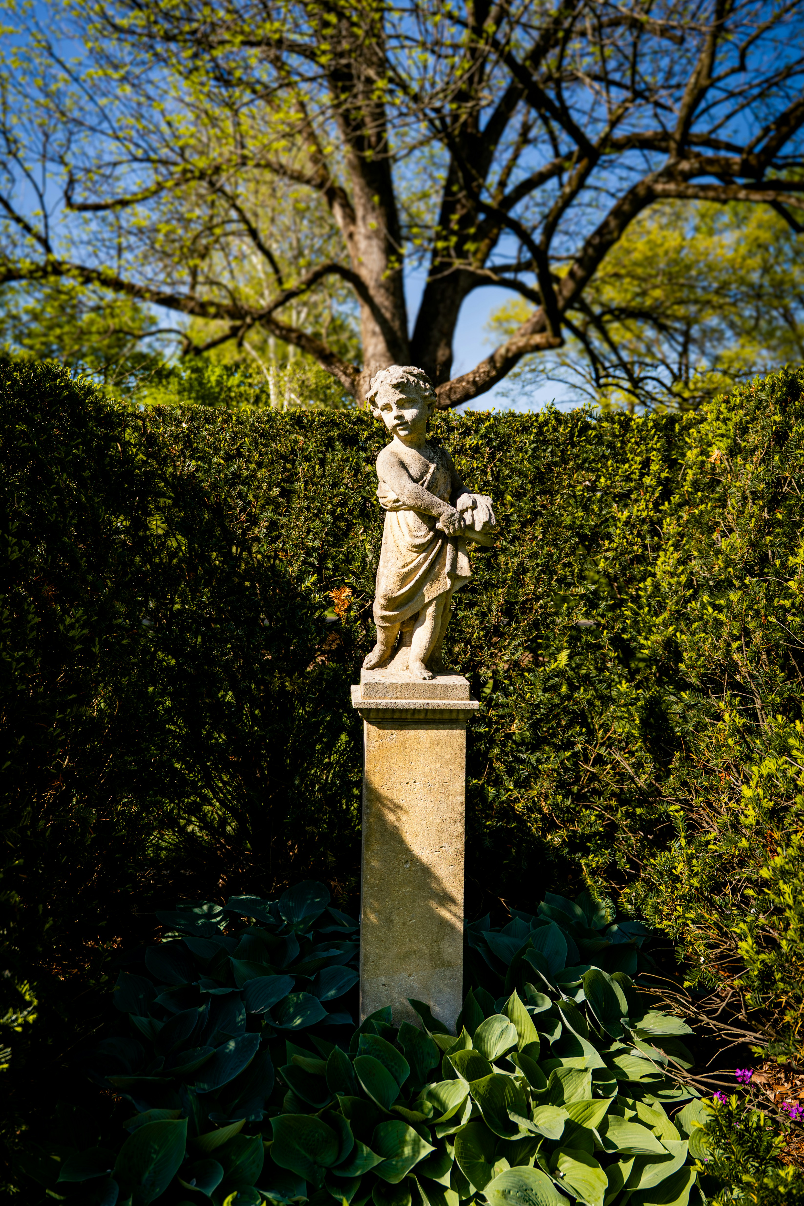 Garden Statue on a Sunlit Pedestal Framed by Evergreen Hedges