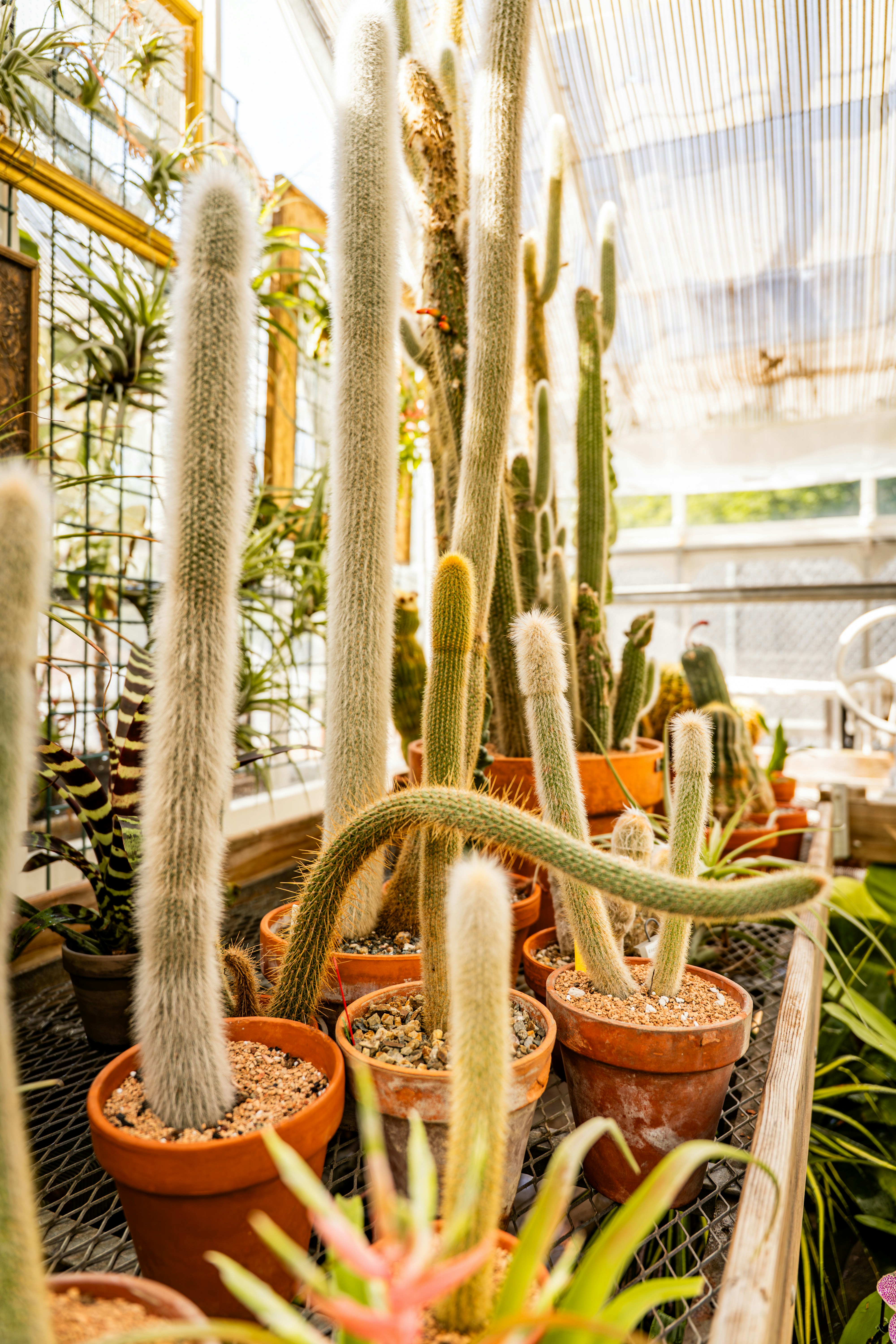 Cacti Uprising in a Sunlit Conservatory
