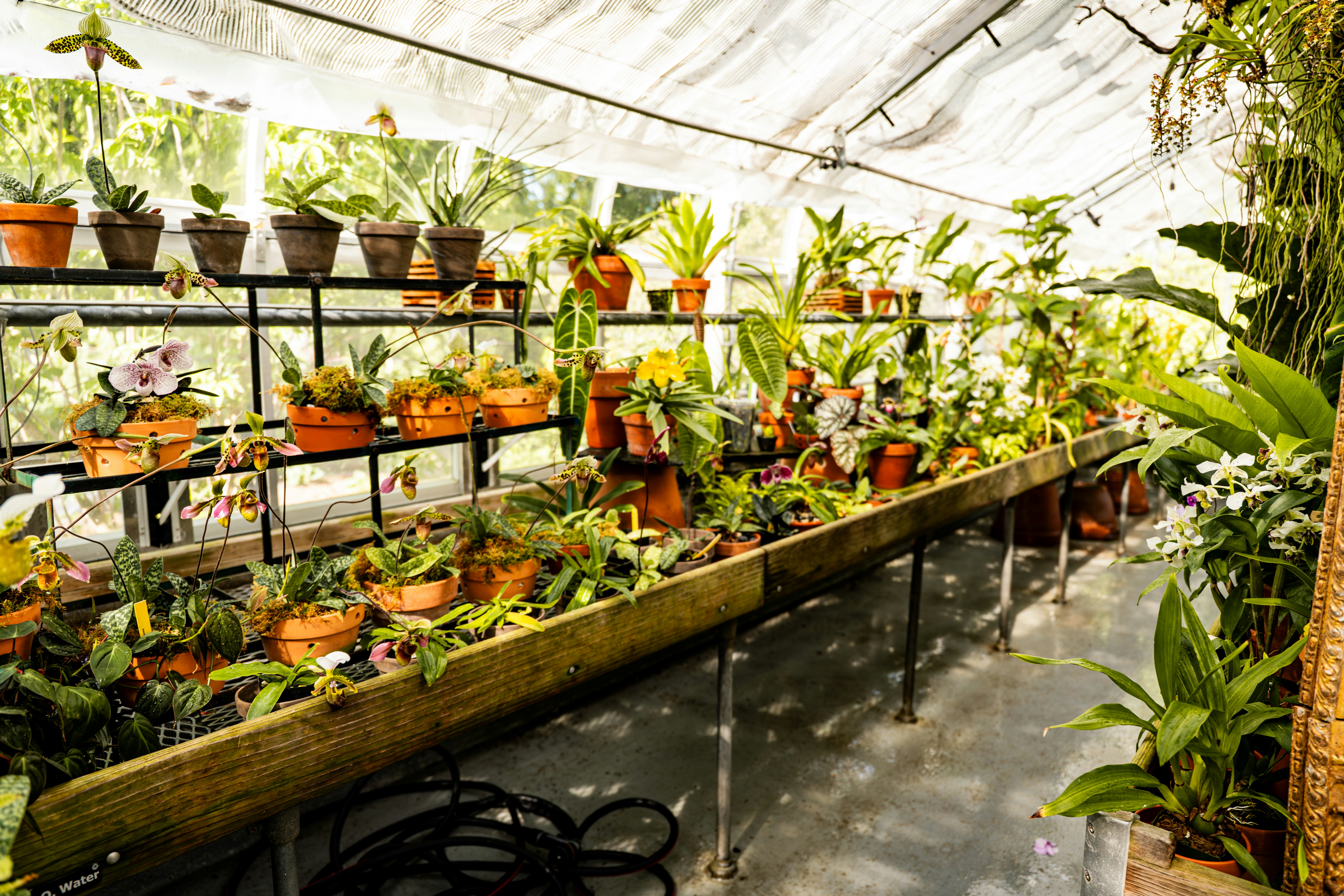 Greenhouse Tiers of Life: Row After Row of Potted Plants