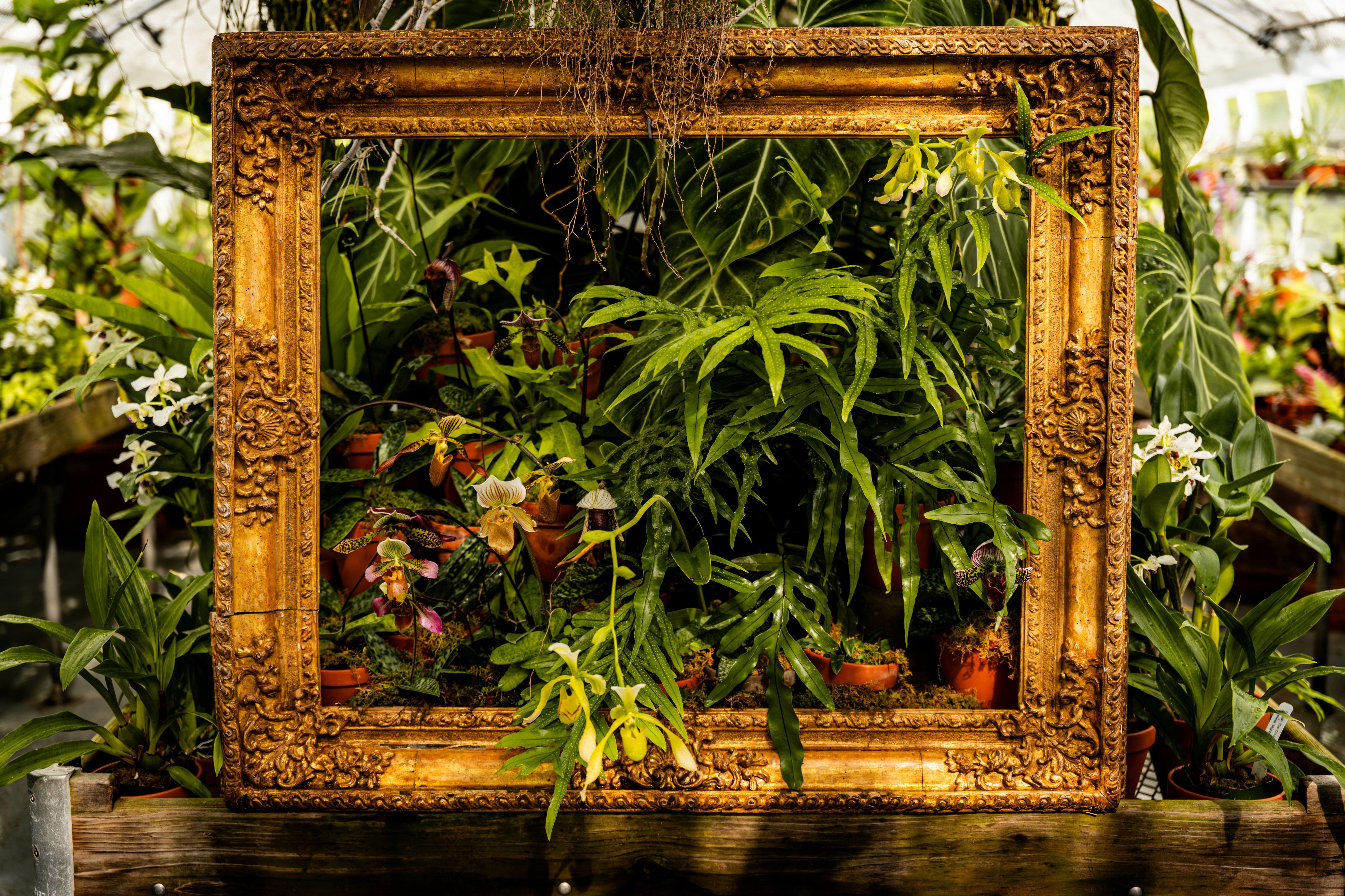 Ornate Frame of Foliage: A Surreal Garden Within