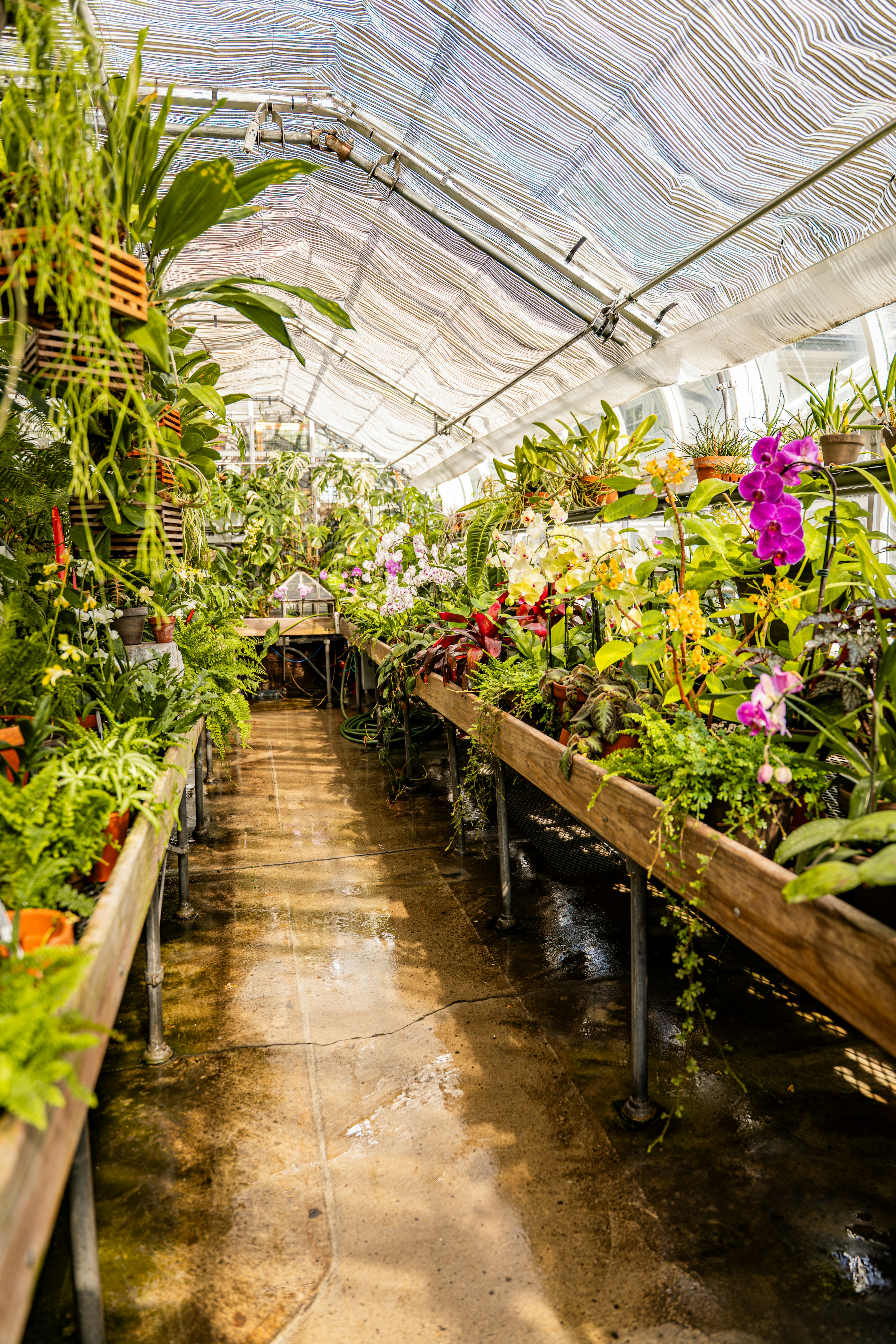 A Greenhouse Corridor in Bloom: Colors Lean Into the Light