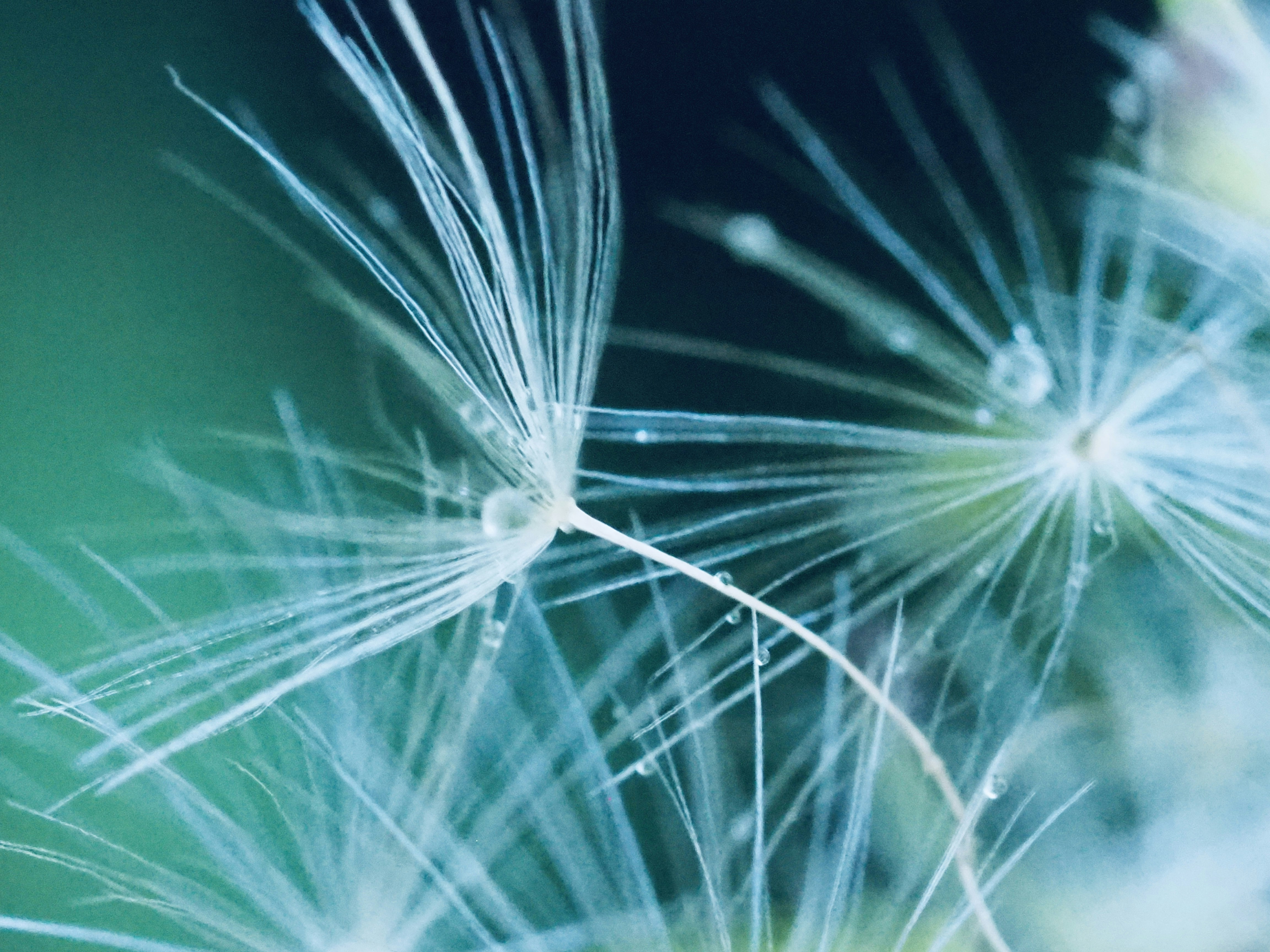 Dandelion Seeds in Crisis: A Microcosm of Light and Motion