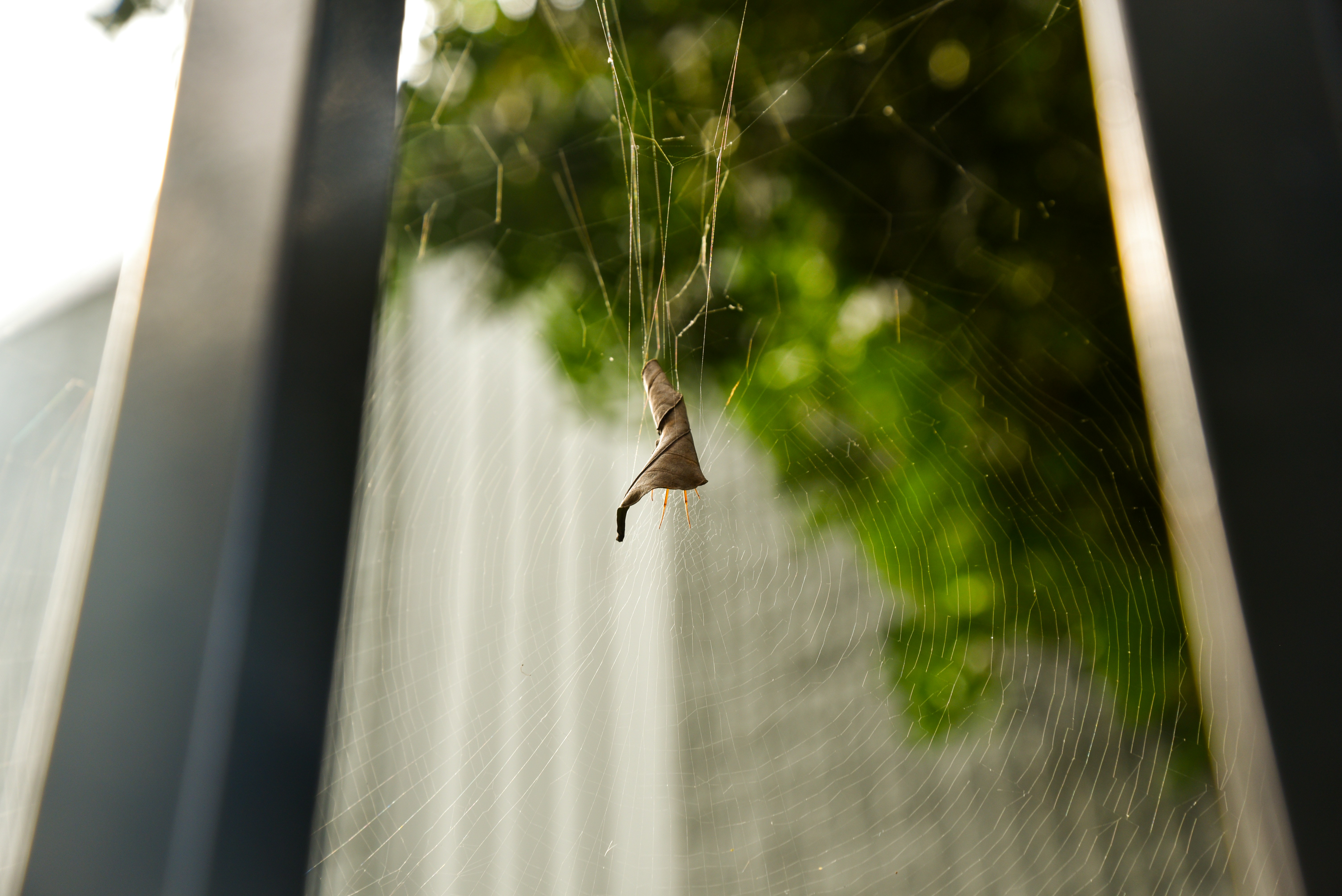 Veil of Web: A Spider’s Gossamer Between Structures