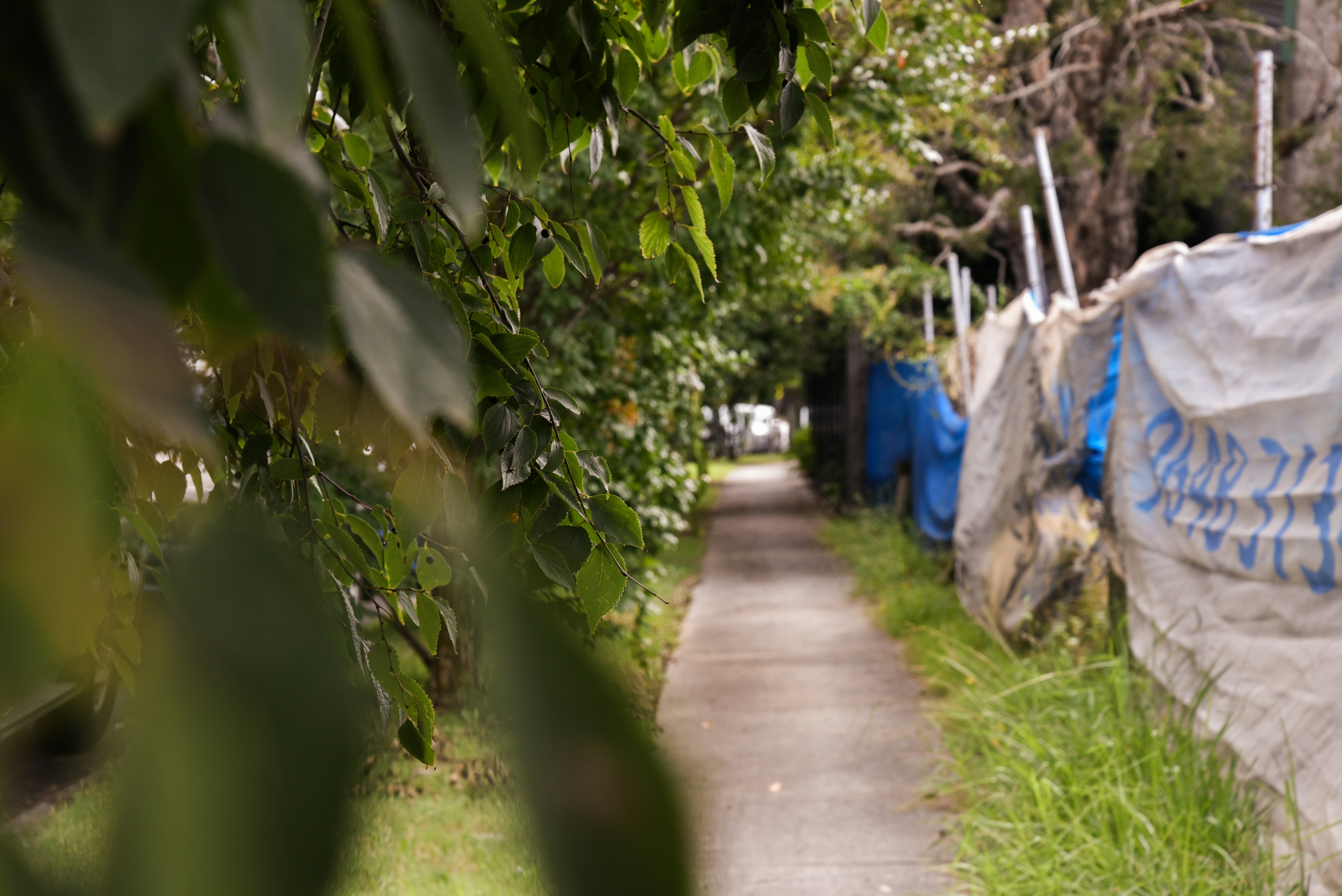 A Quiet Corridor: Sunlit Path Between Greenery and Tarp-Clad Fences