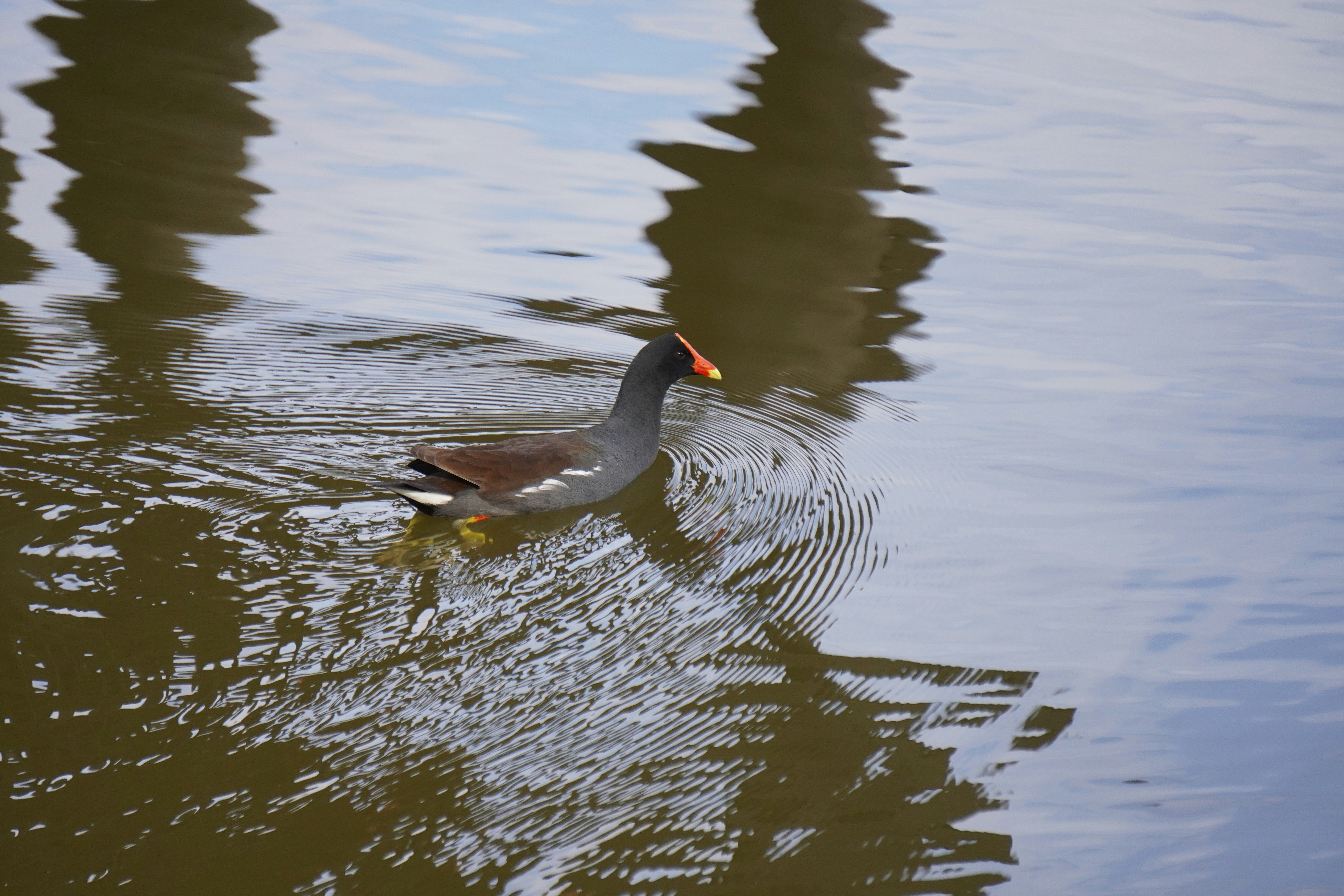 Red-billed Moorhen gliding through rippled reflections