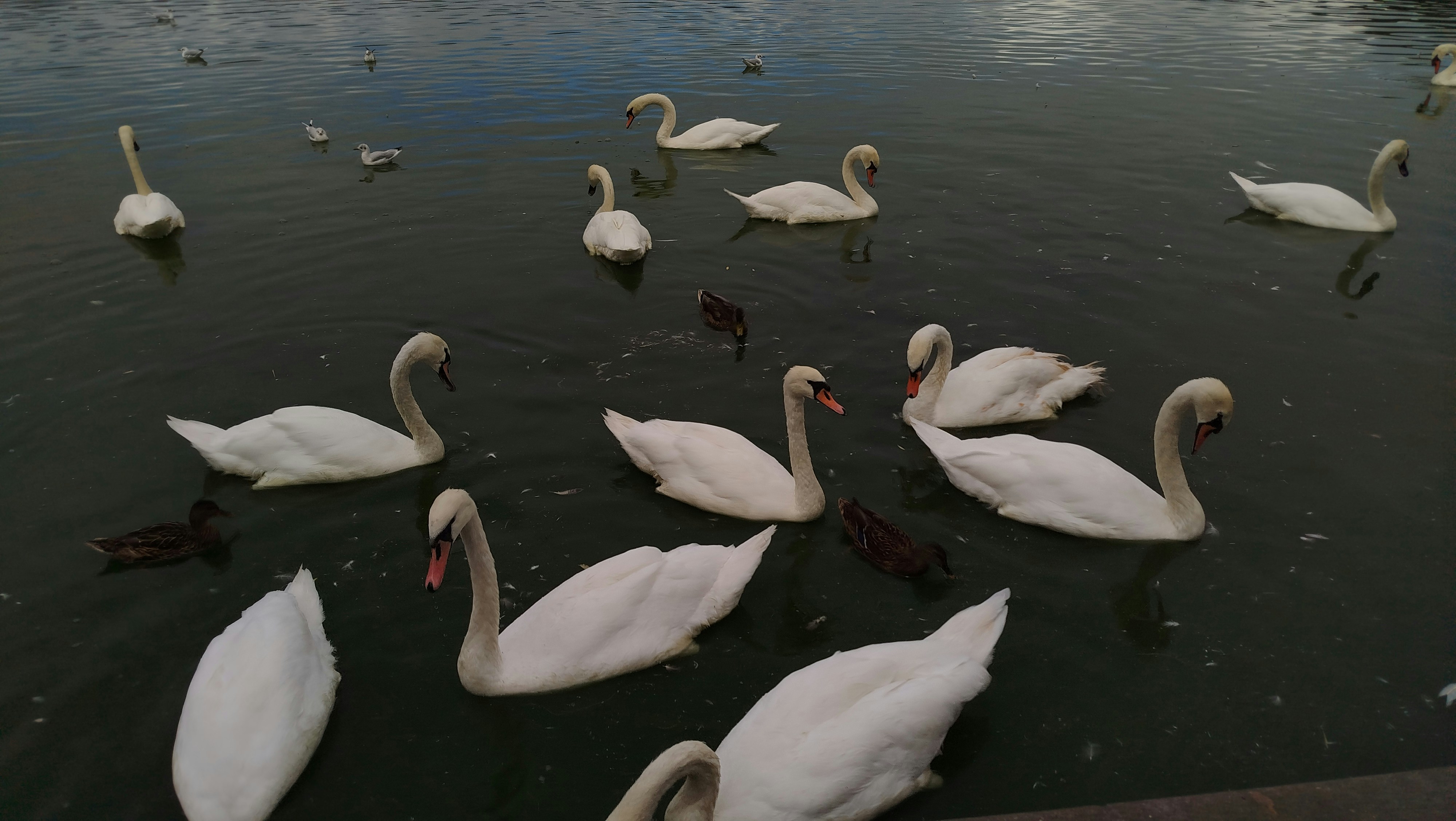 Congregation of white swans on a calm pond