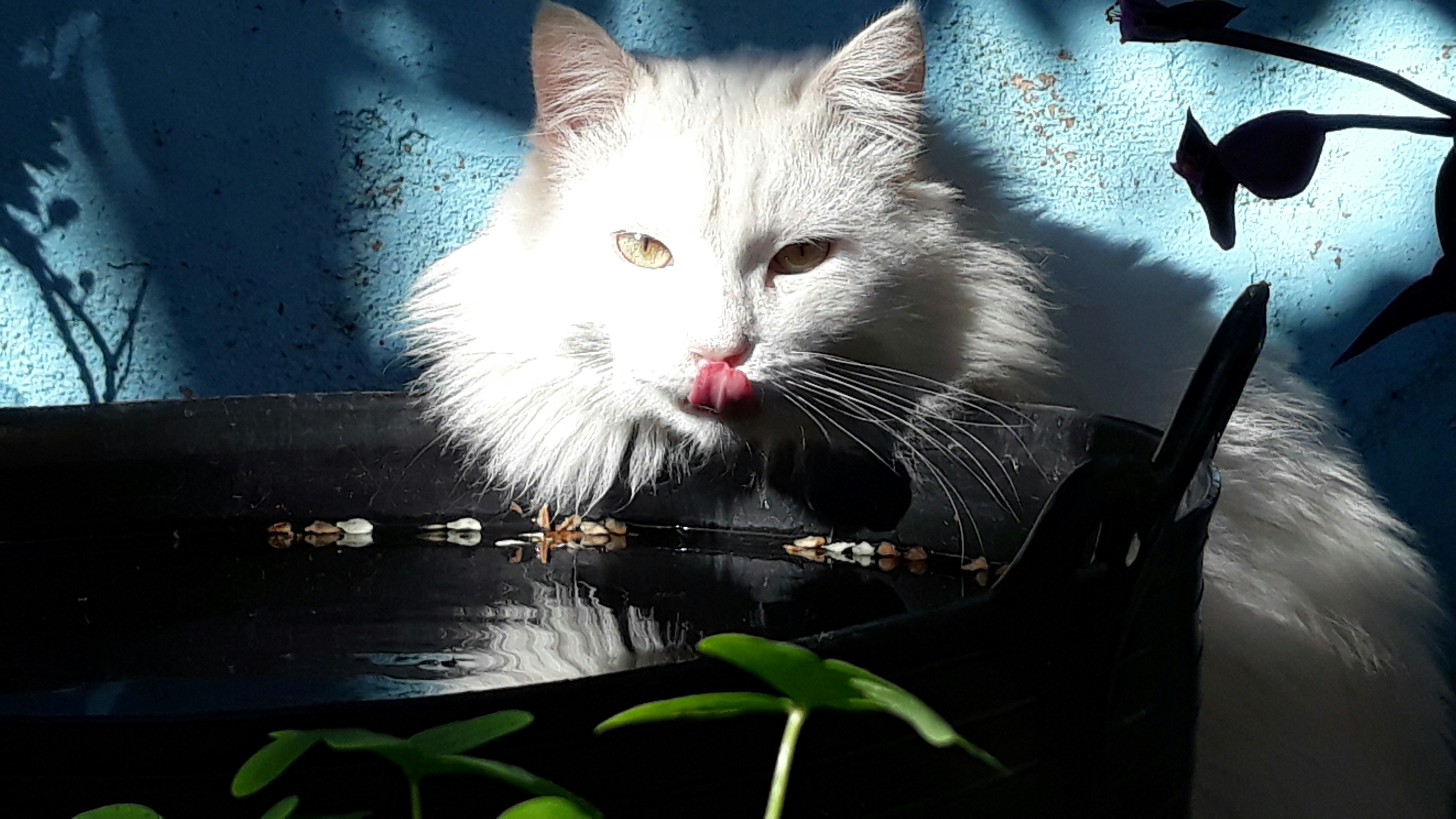 Fluffy white cat basking in partial shade, its pink tongue just visible near the water dish, against a blue wall and plant silhouettes.