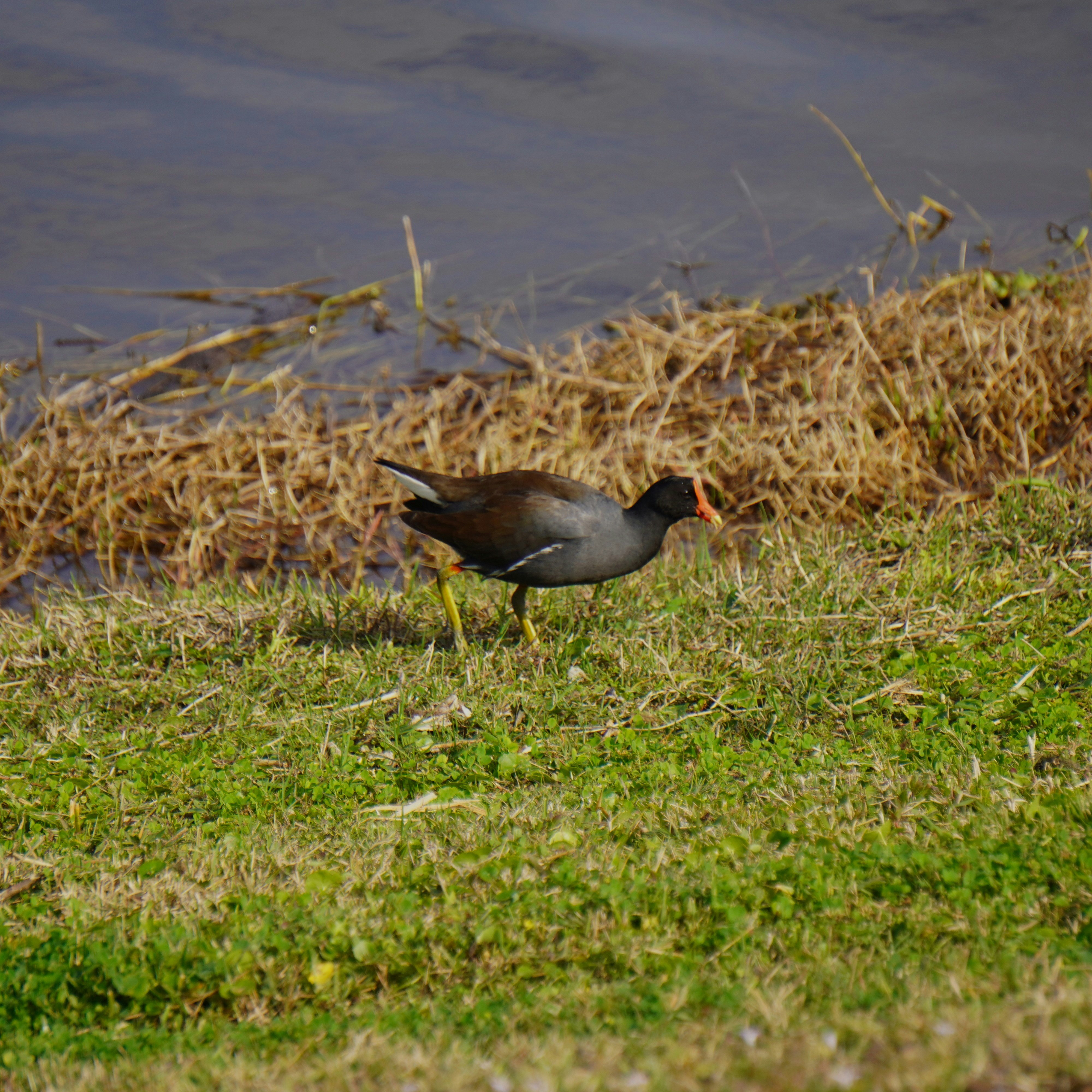 Low-Clying Rails: A Small Water’s Edge Stroll