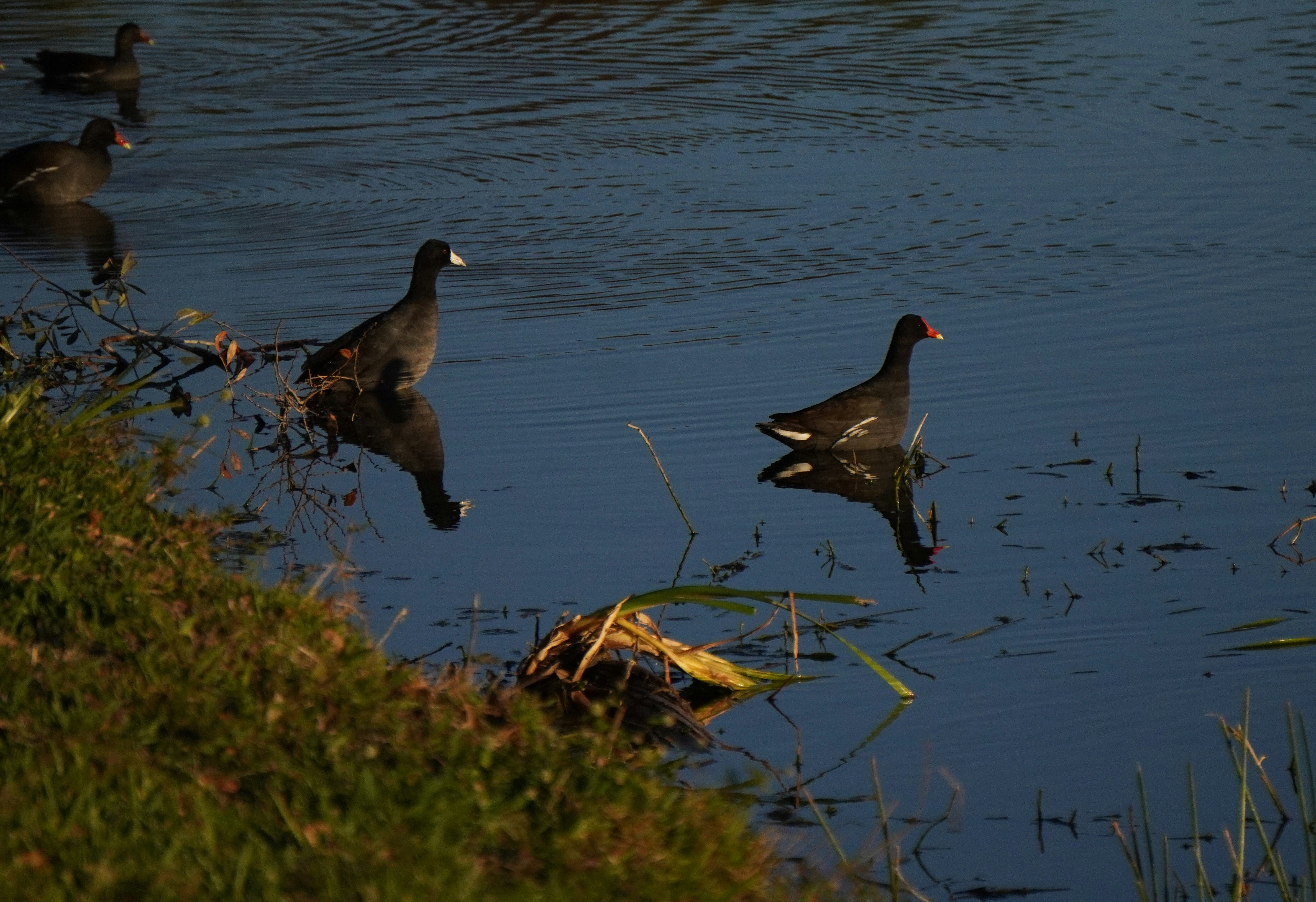 Red Herons at Dusk: A Quiet Waterline