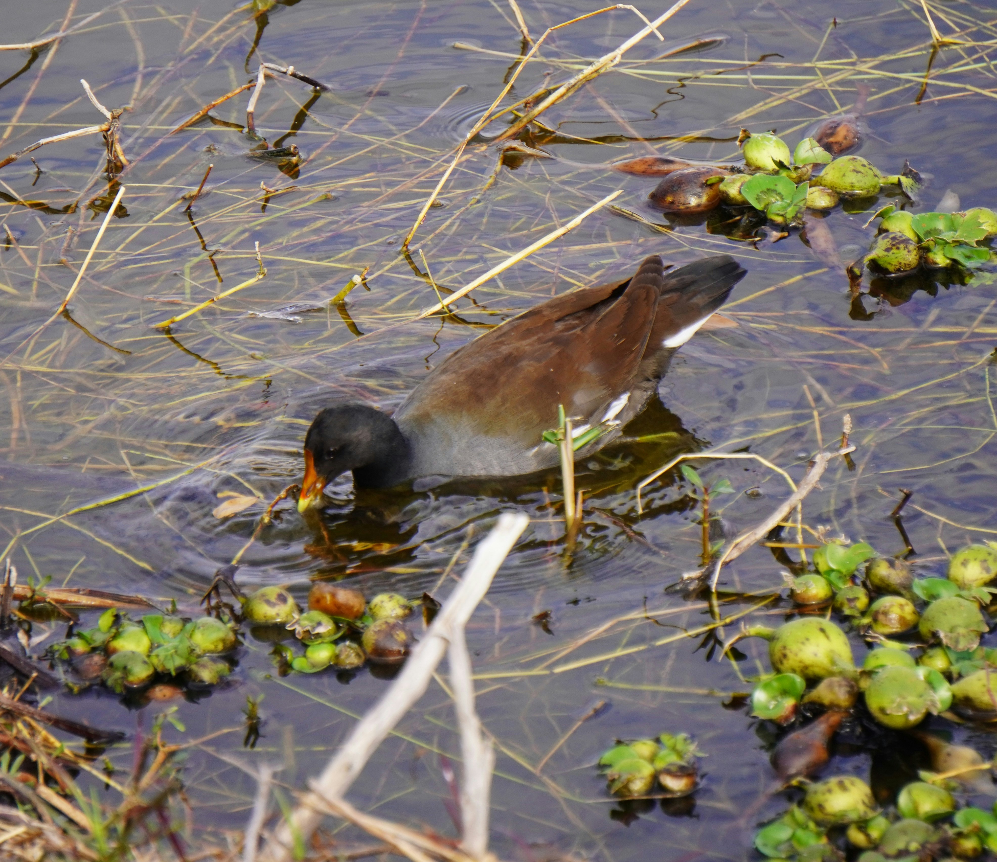 Shallow Ripples, Quiet Forager: A Dabbler in Wetland Greens
