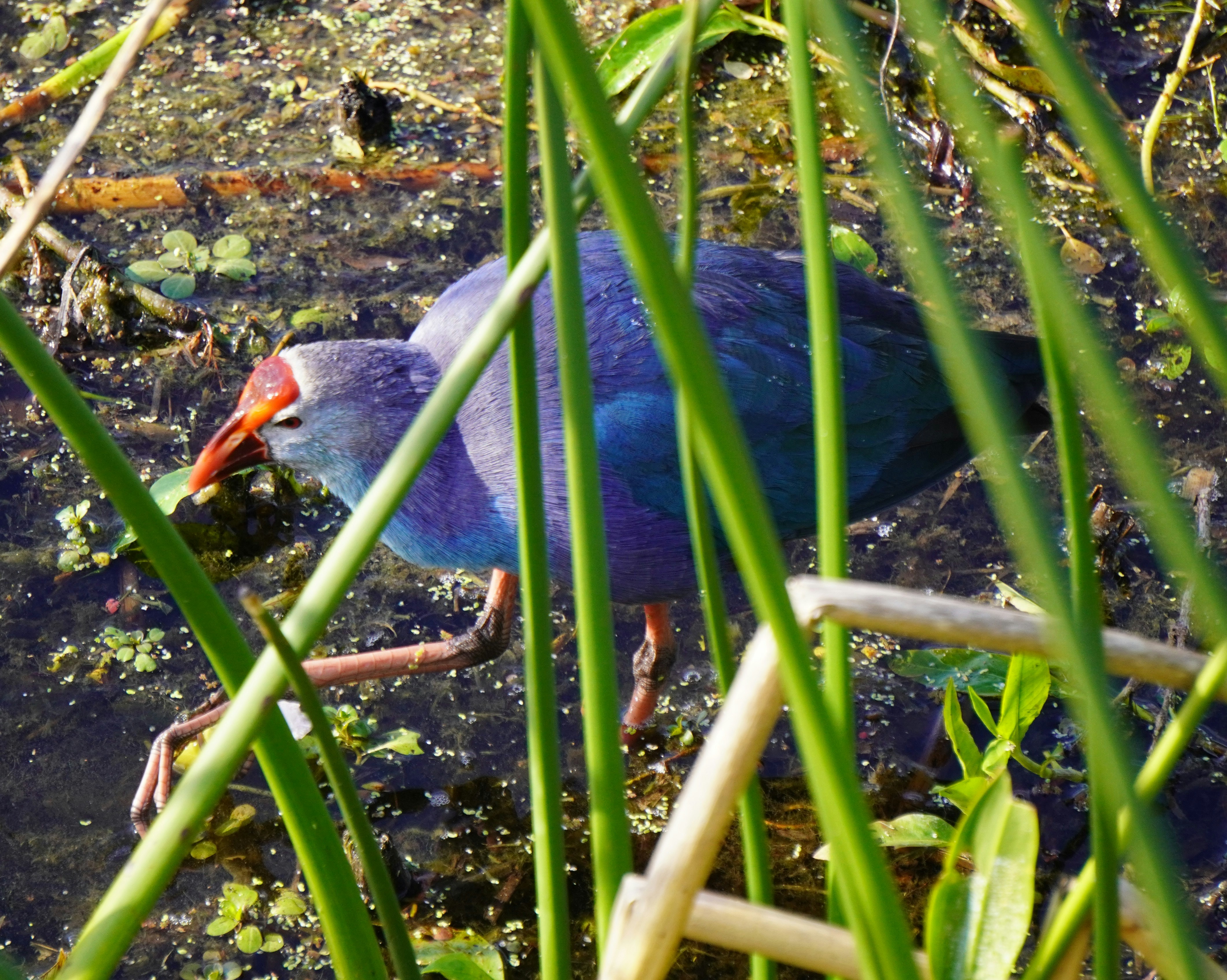 Vivid Purple Moorhen Wading Through Mulled water Among Reeds