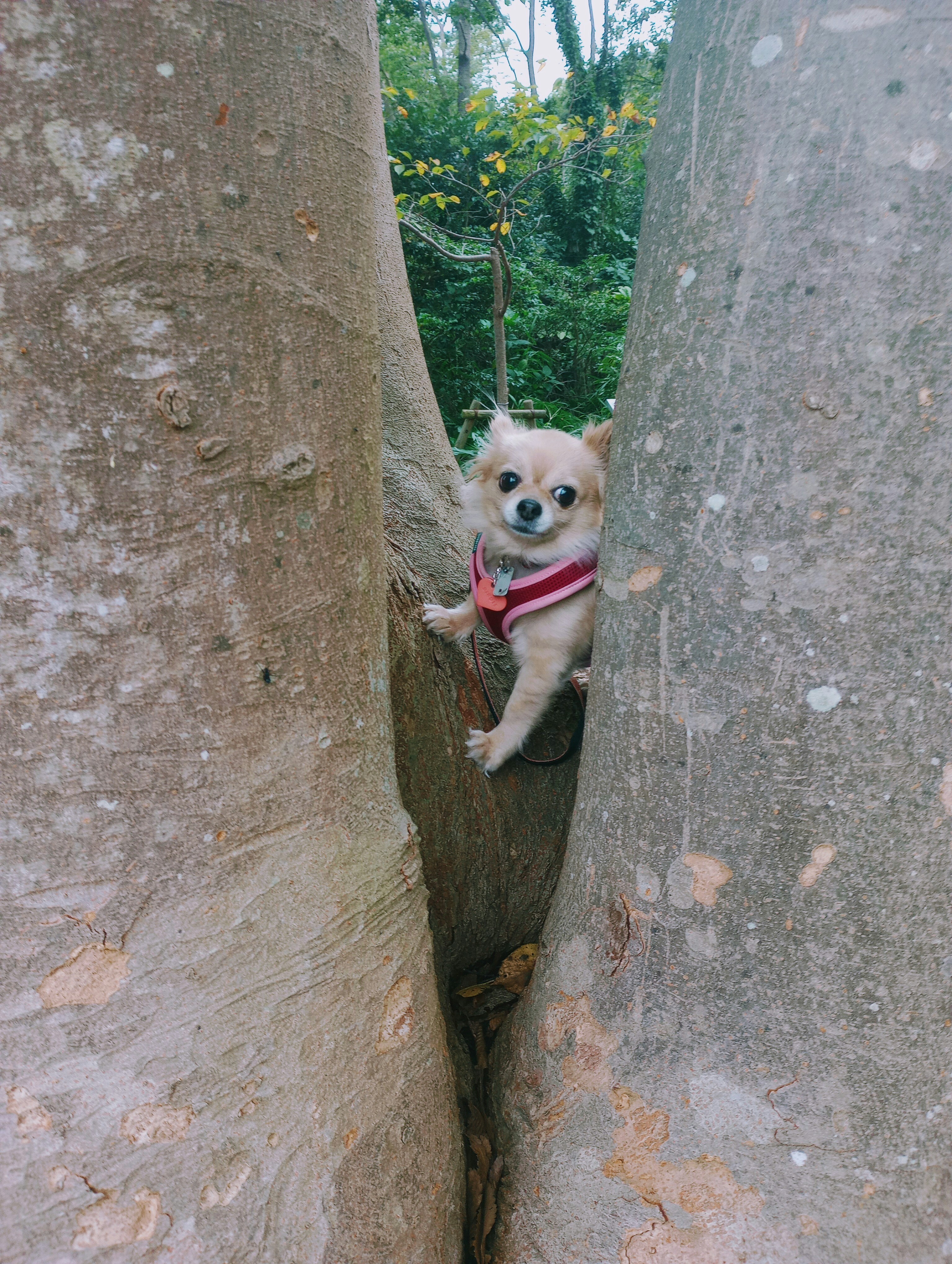 Puppy Peek Between Trunks