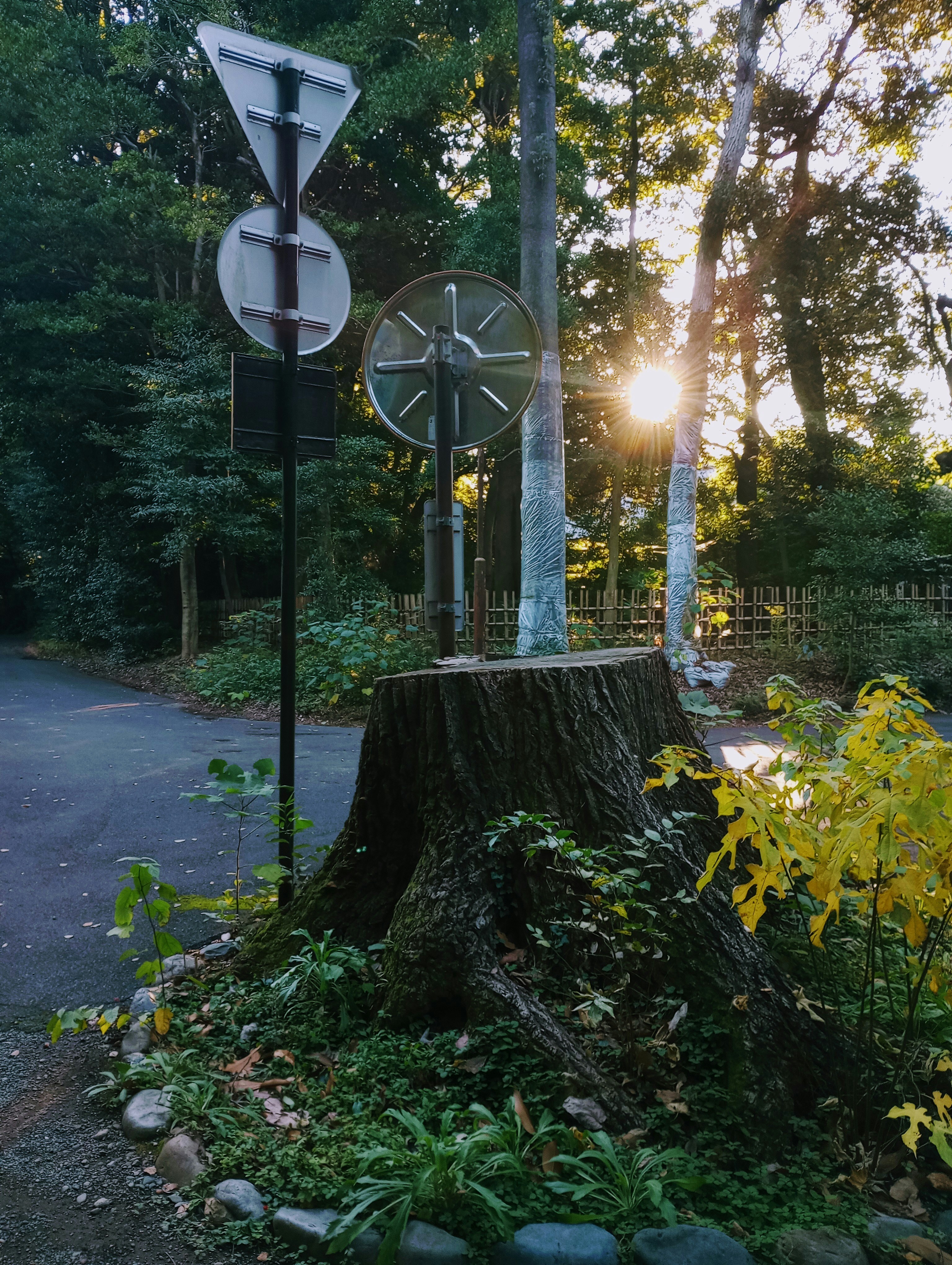 Sunlit Bench of Secrets: A Forest Stump with Rotating Signposts