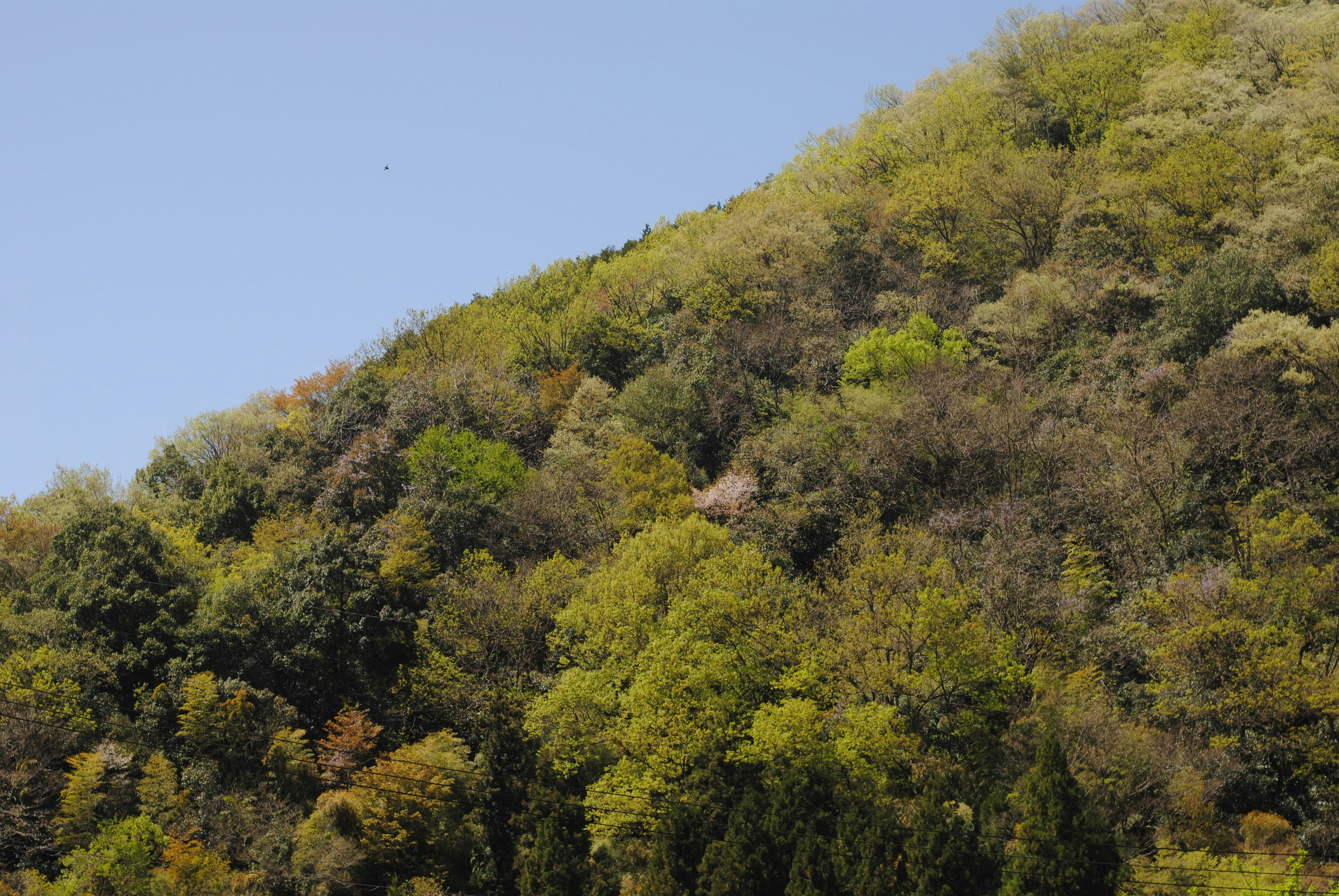 Sunlit Crest: A Quiet Forest Crowned by Spring Light