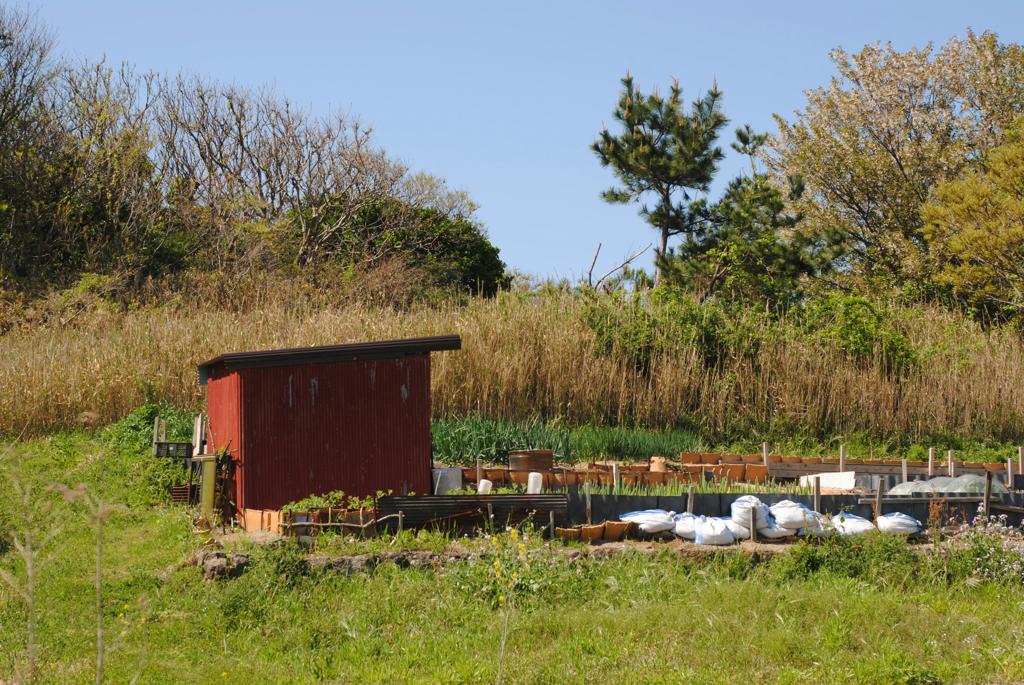 Red Farmyard Shed Quietly Guards the Beaten Path