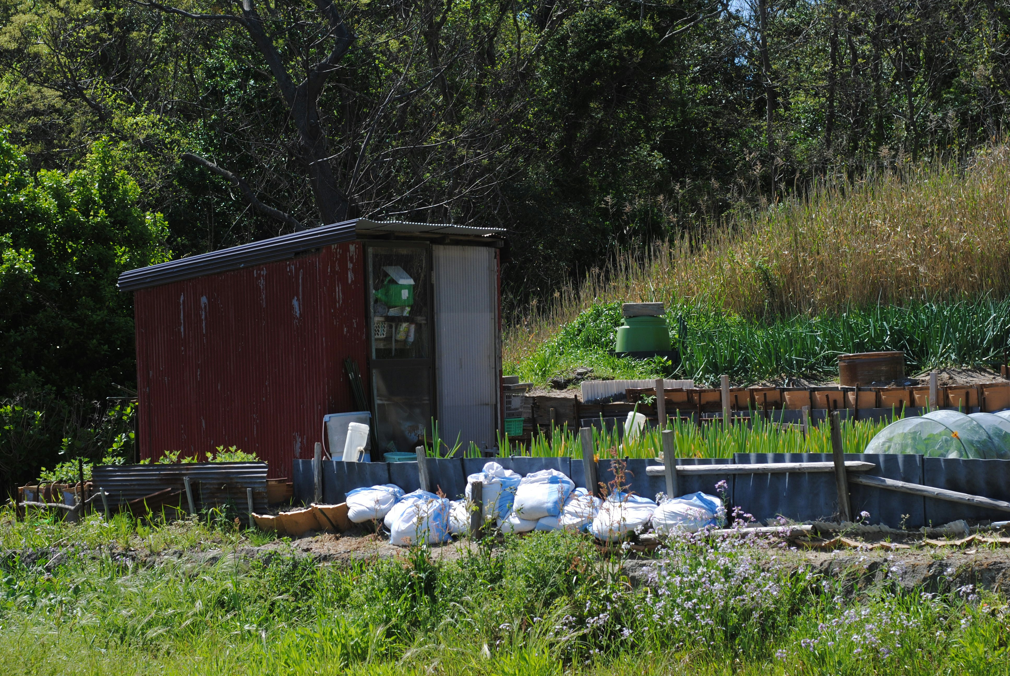 Red shed with stacked bags and garden plots in a sunlit, green rural yard. This is a scene of a small agricultural setup with potted plants and tools in a calm outdoor setting.