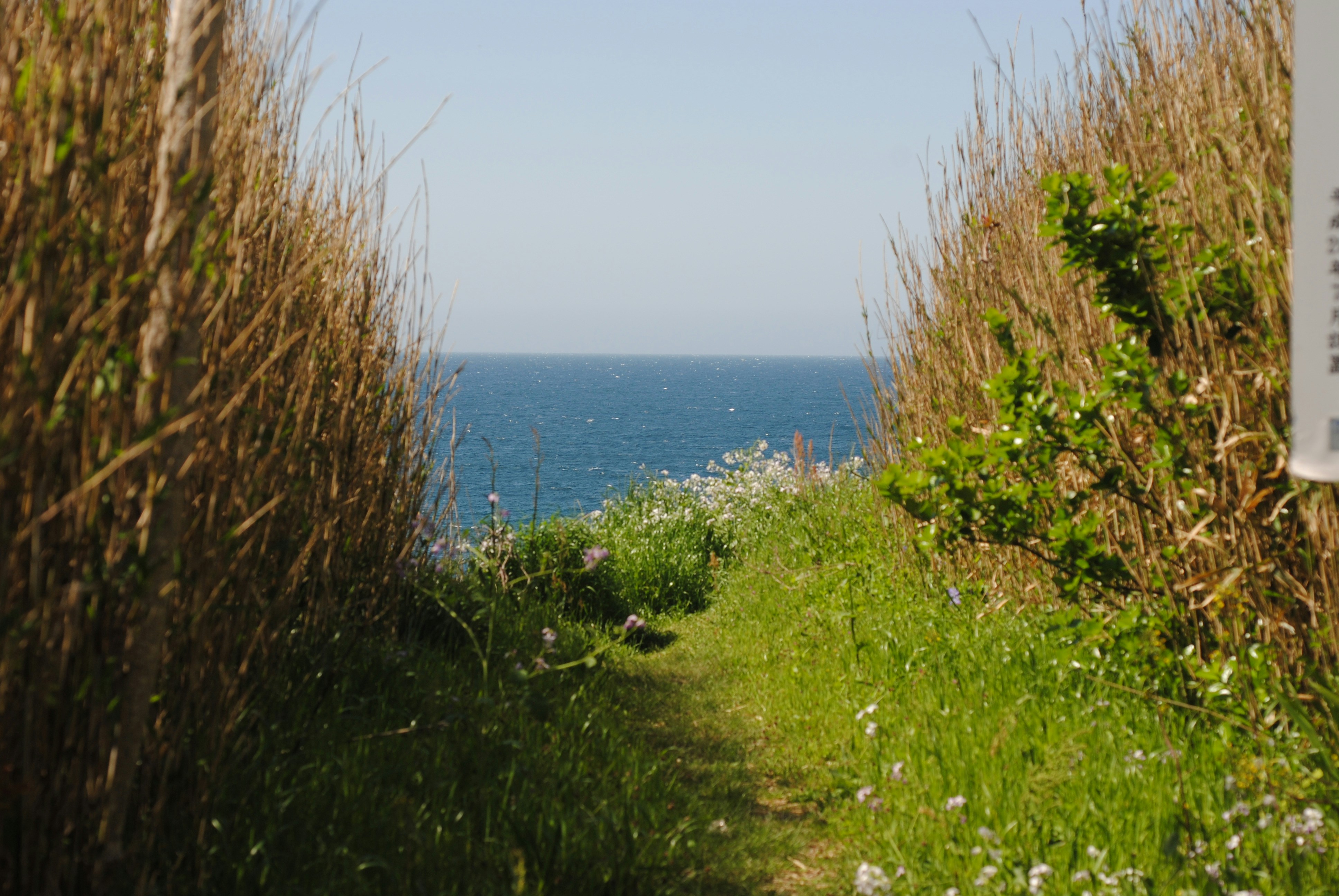 Coastal Pathway Toward the Distant Sea Vista