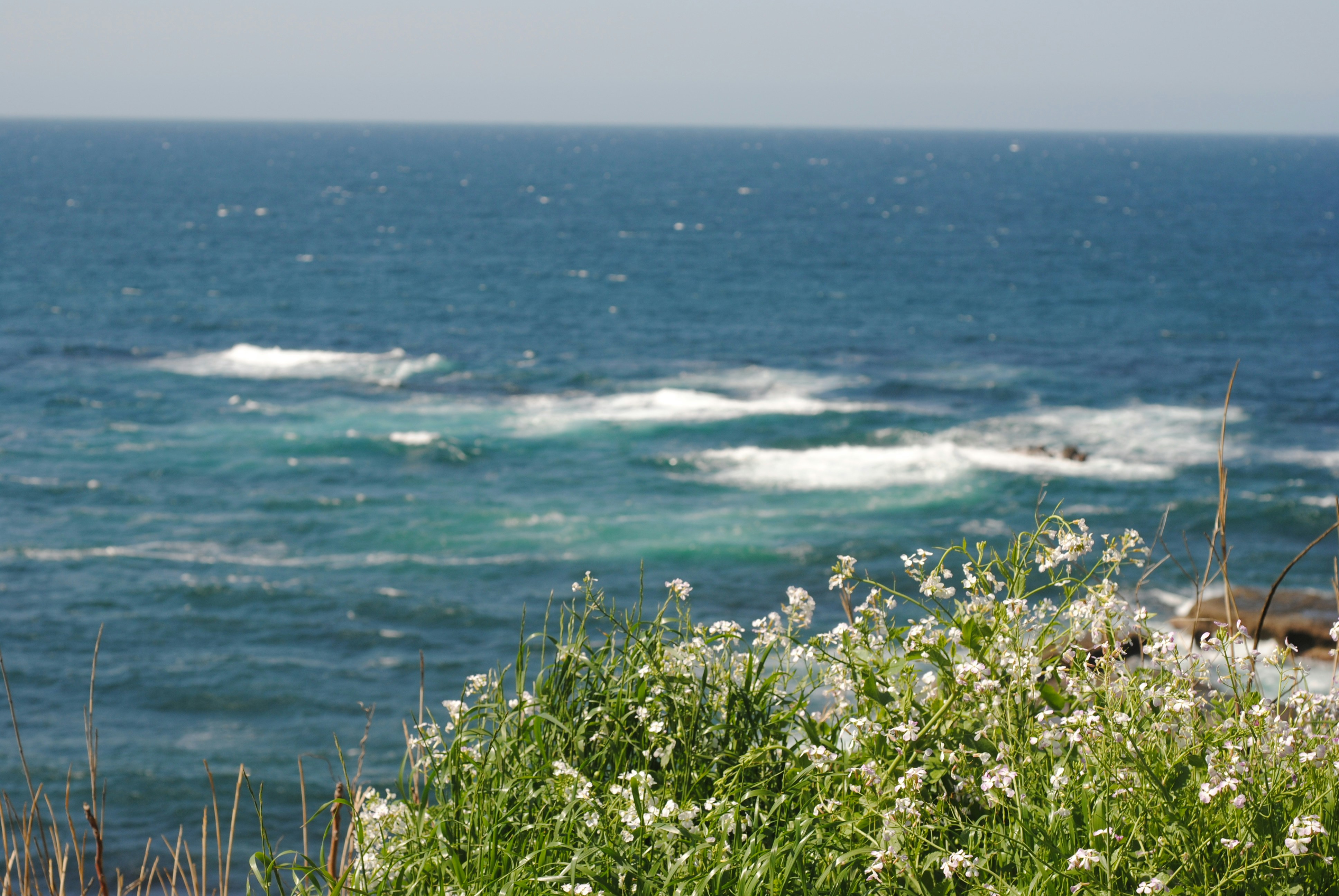 Sea Breeze over Wildflowers: A Coastal Moment
