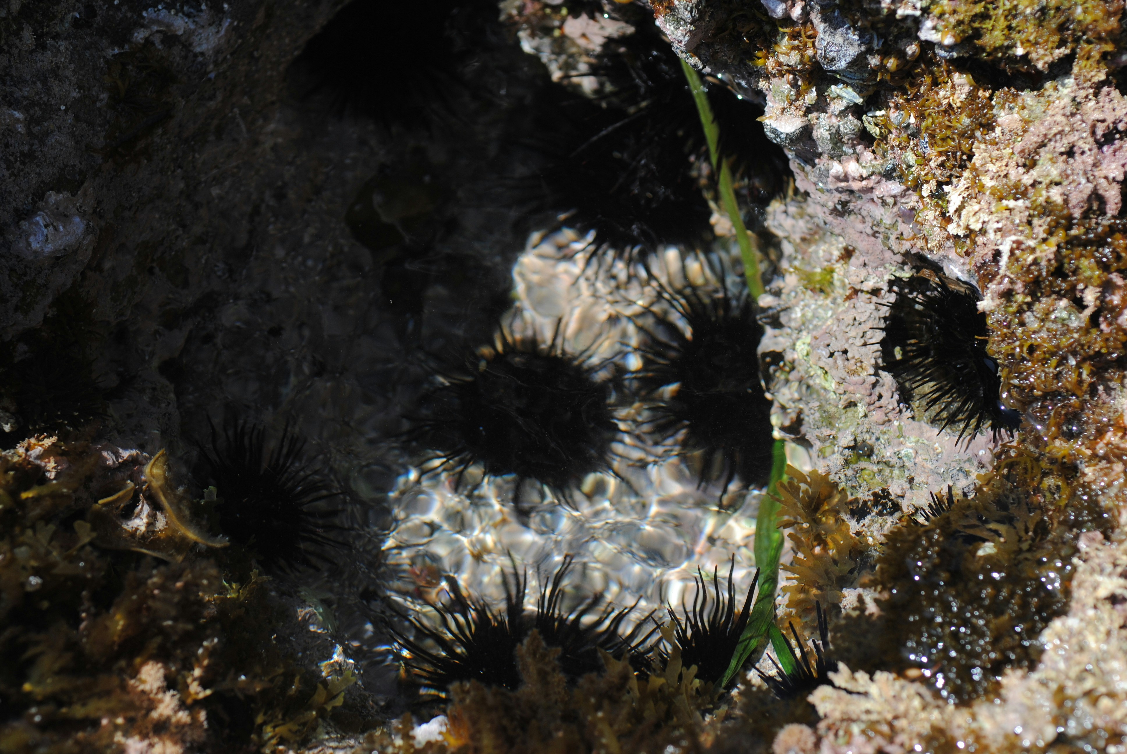 Reflections in a Tide Pool: Silhouettes of Sea Urchins