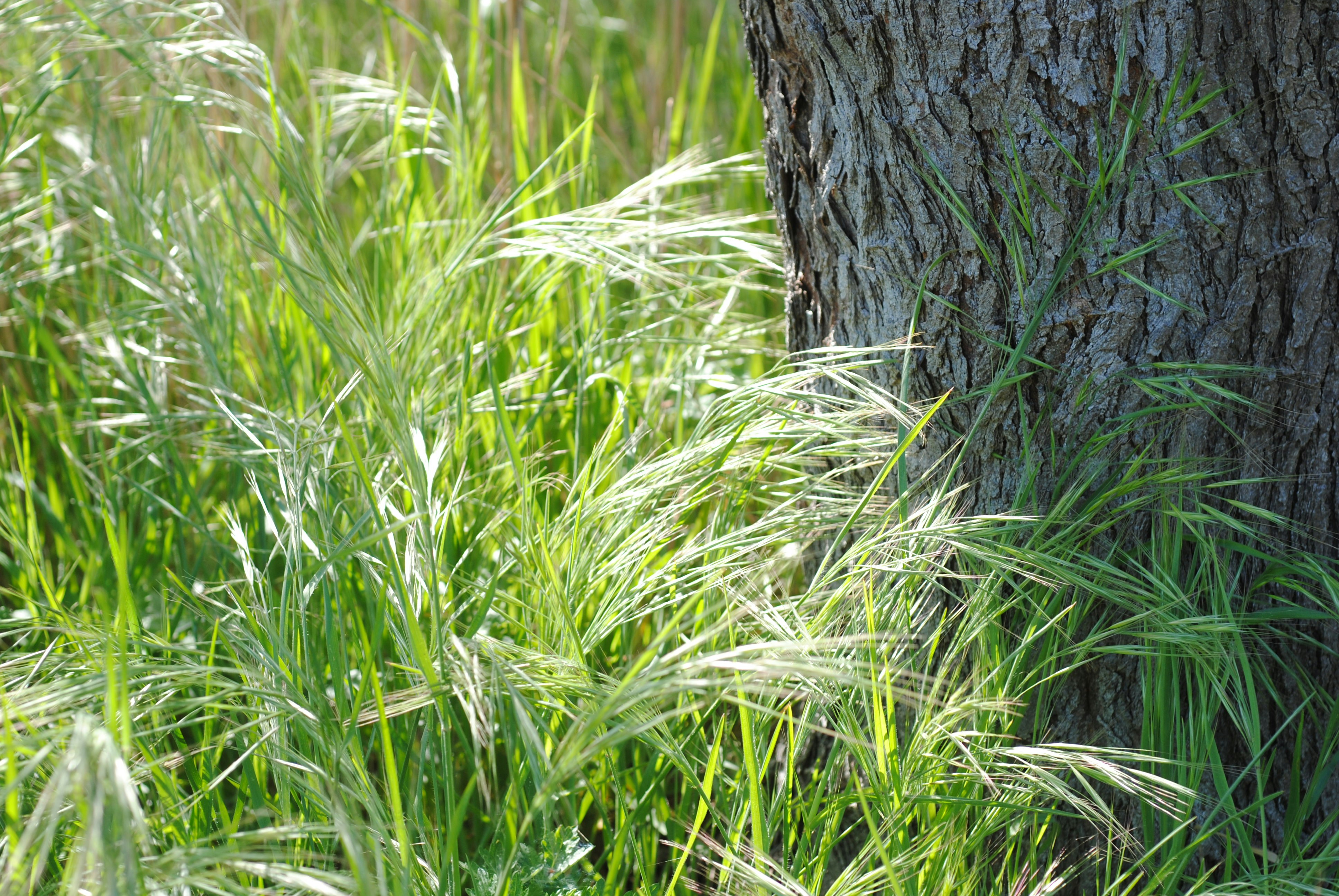 Sunlit grasses at the base of a weathered tree