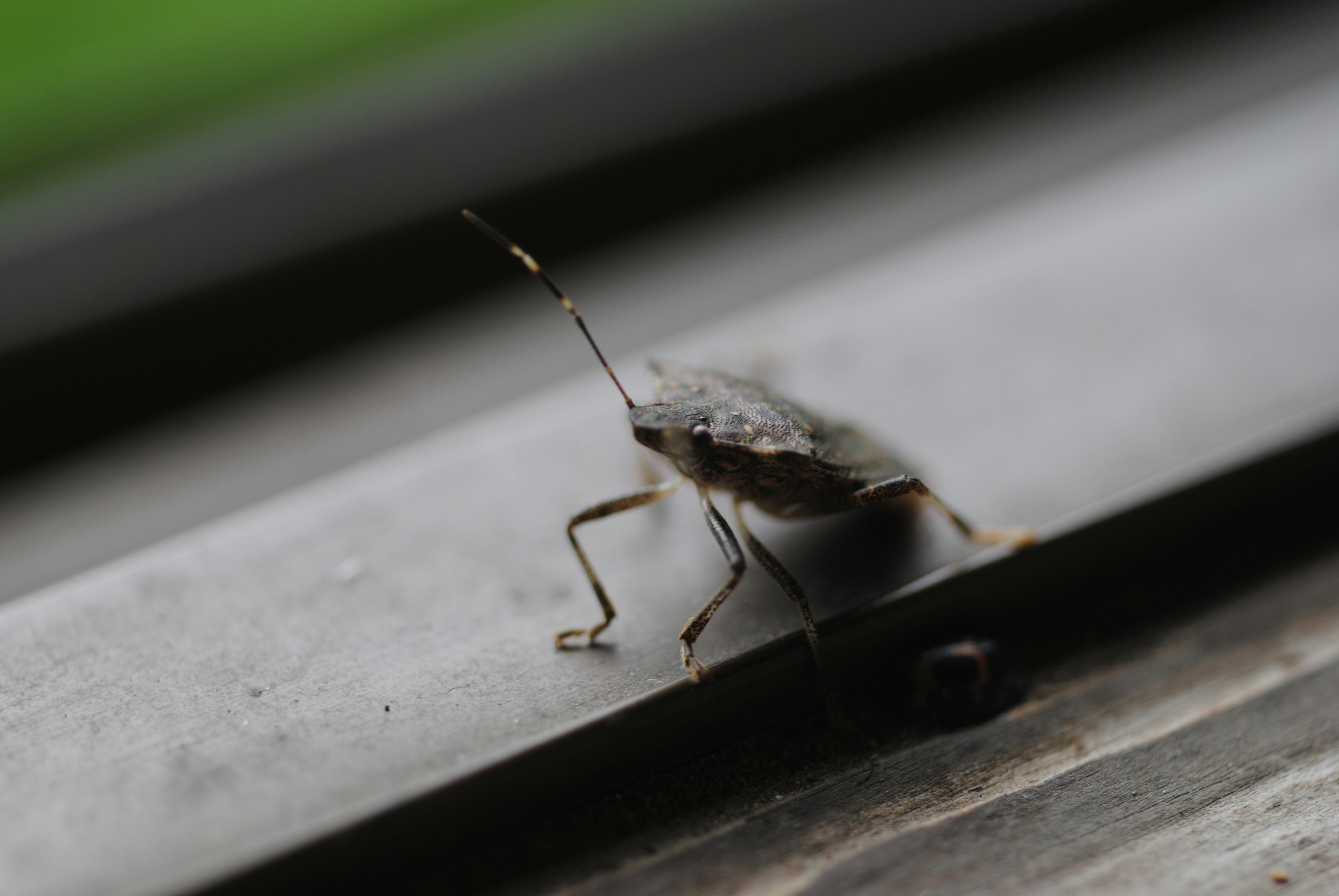 Tiny Trekker on a Weathered Rail