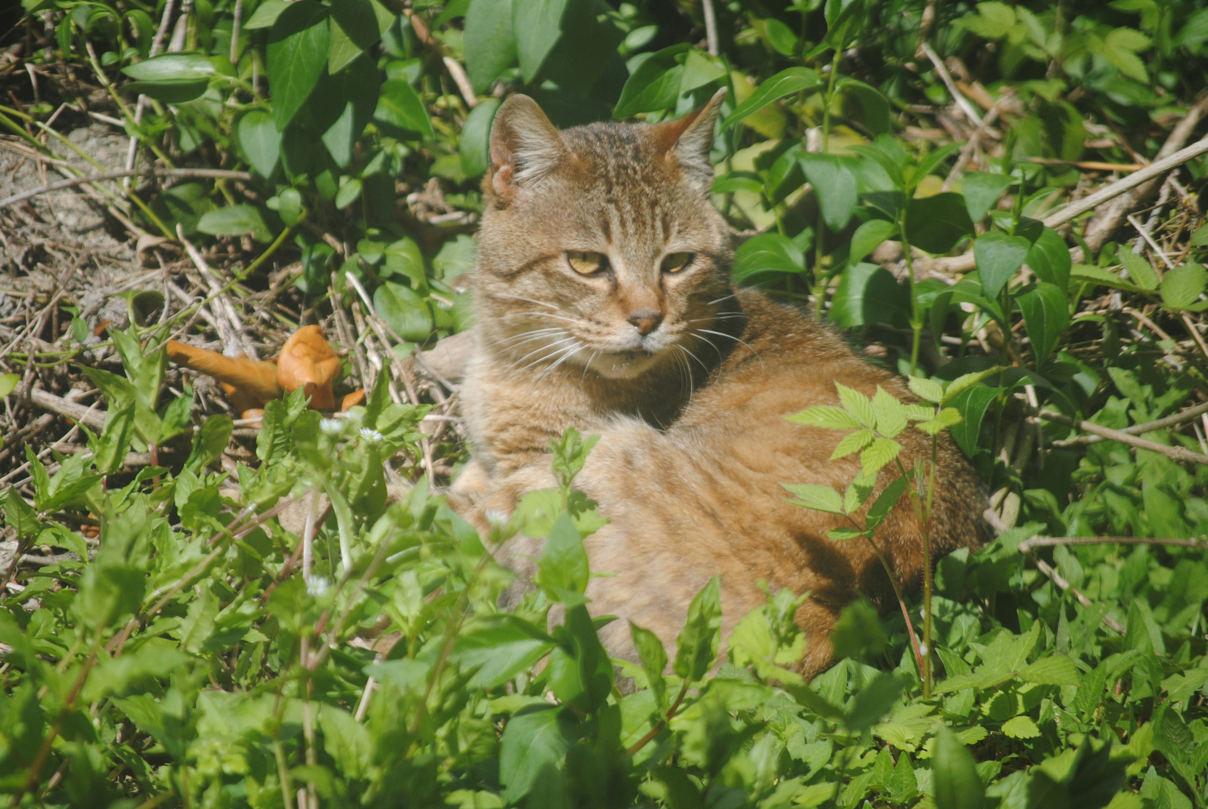 Sunlit Tabby Amid Greenery: A Serene Garden Snapshot