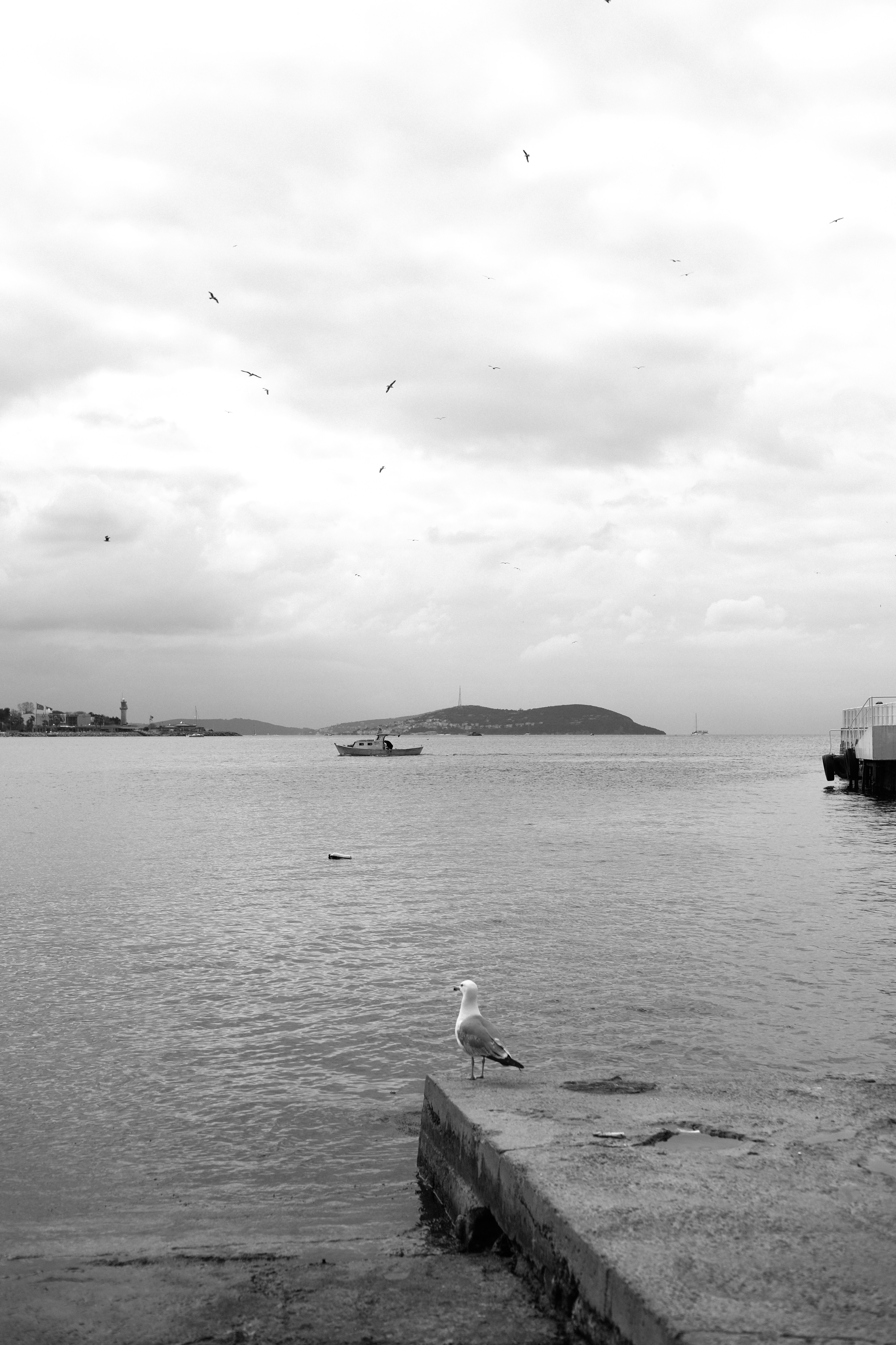 Seagull Sentinel at the Pier