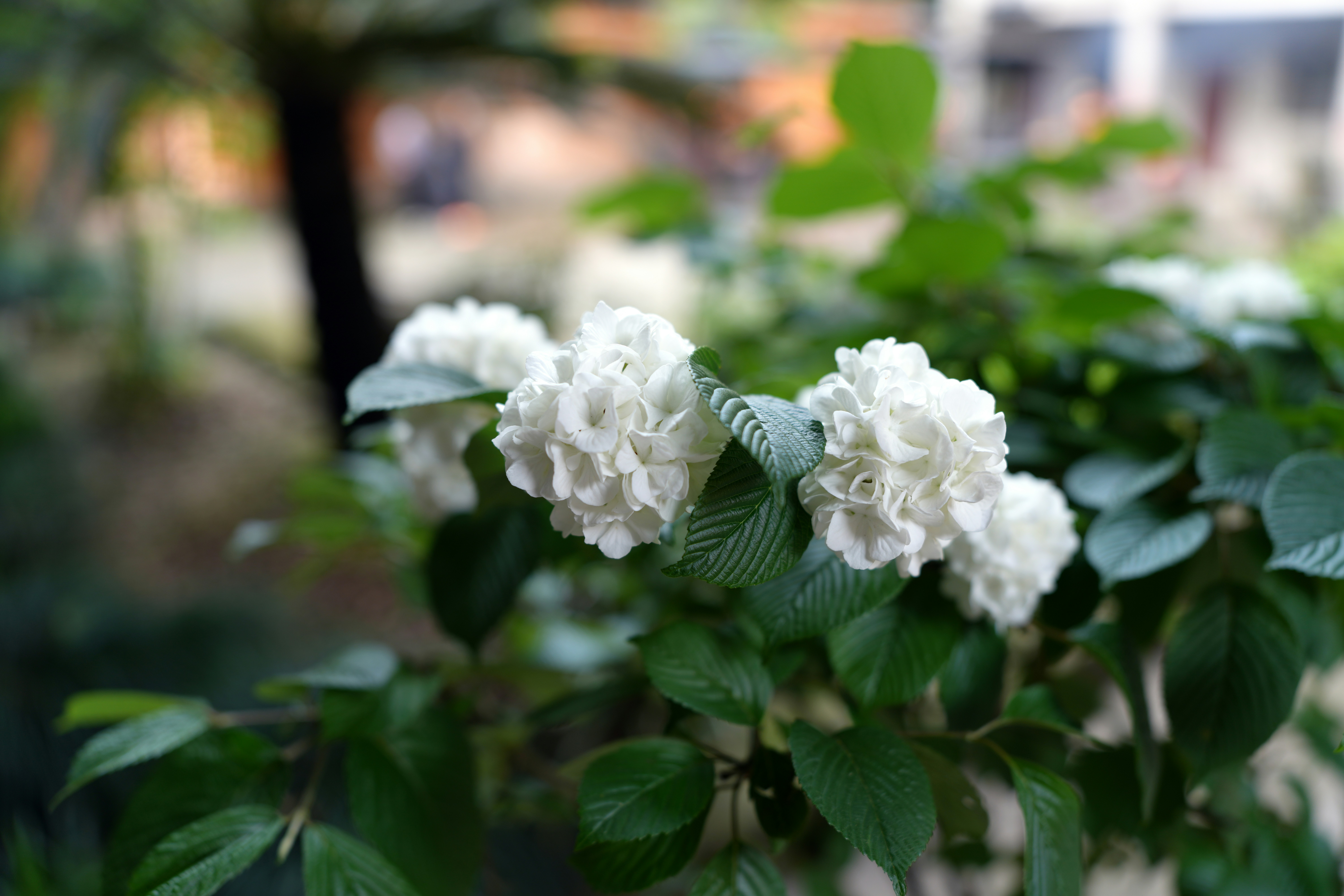 White Hydrangea Cluster in Soft Garden Blur