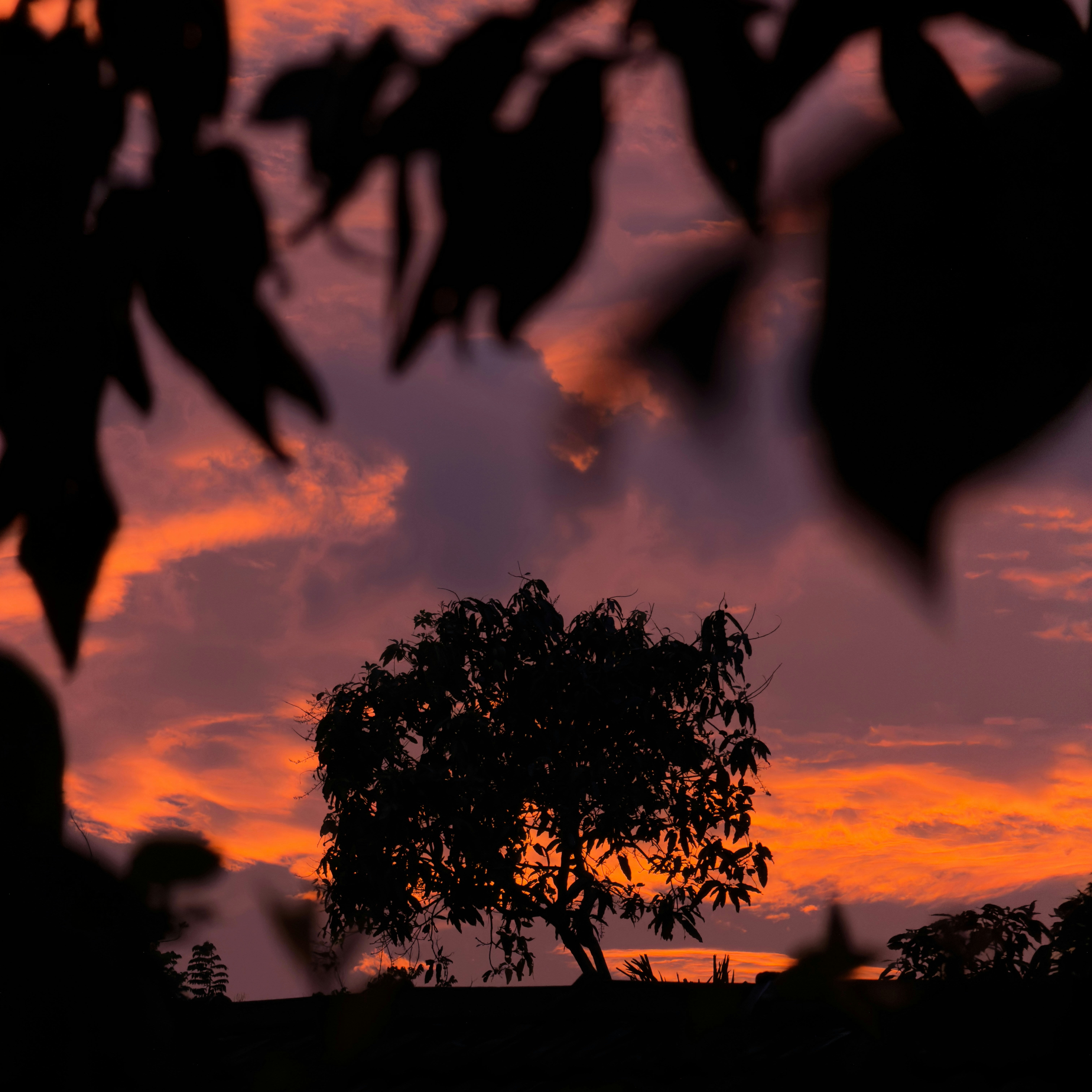 Silhouette of a solitary tree against a fiery sunset