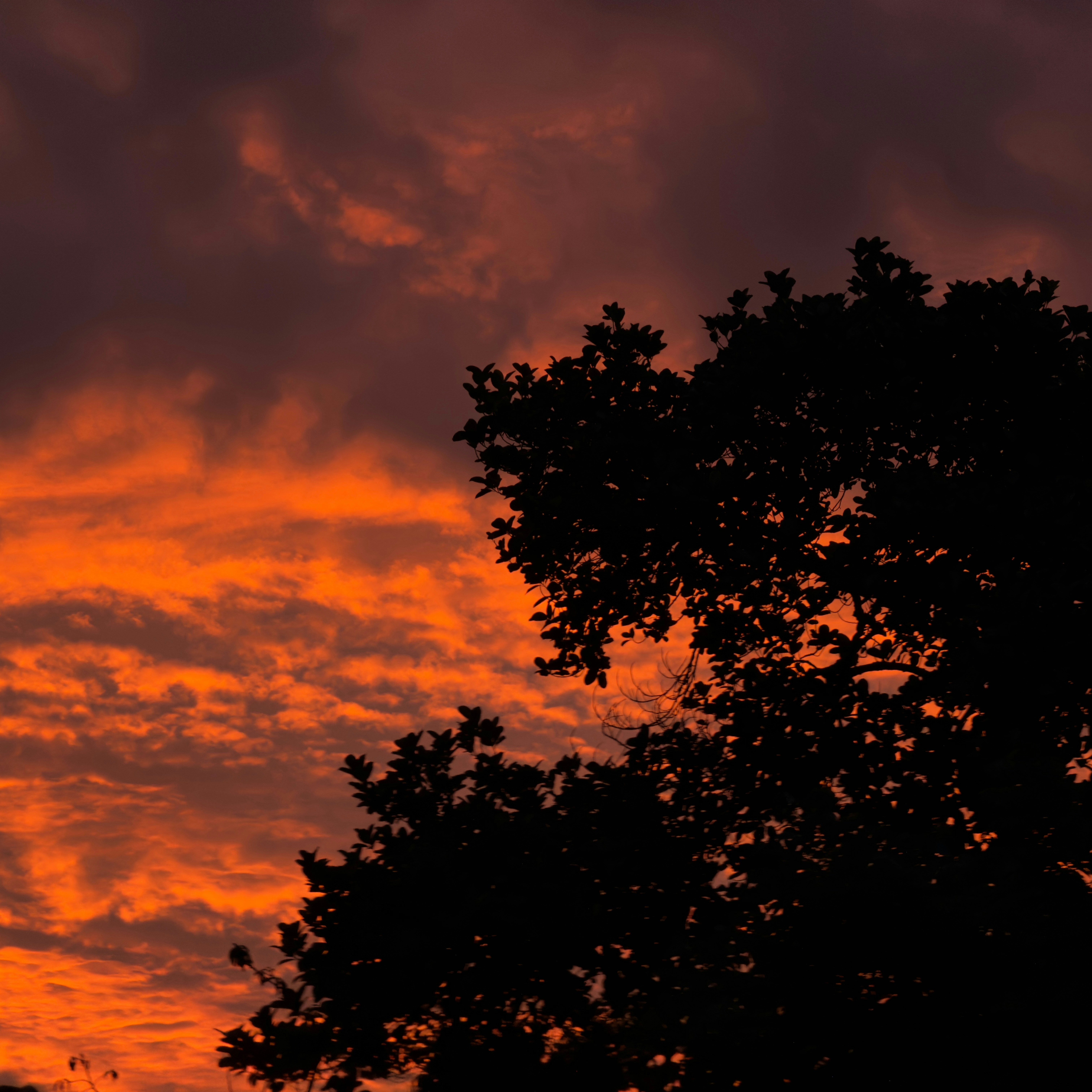 Silhouetted Treeline Against Fiery Sunset