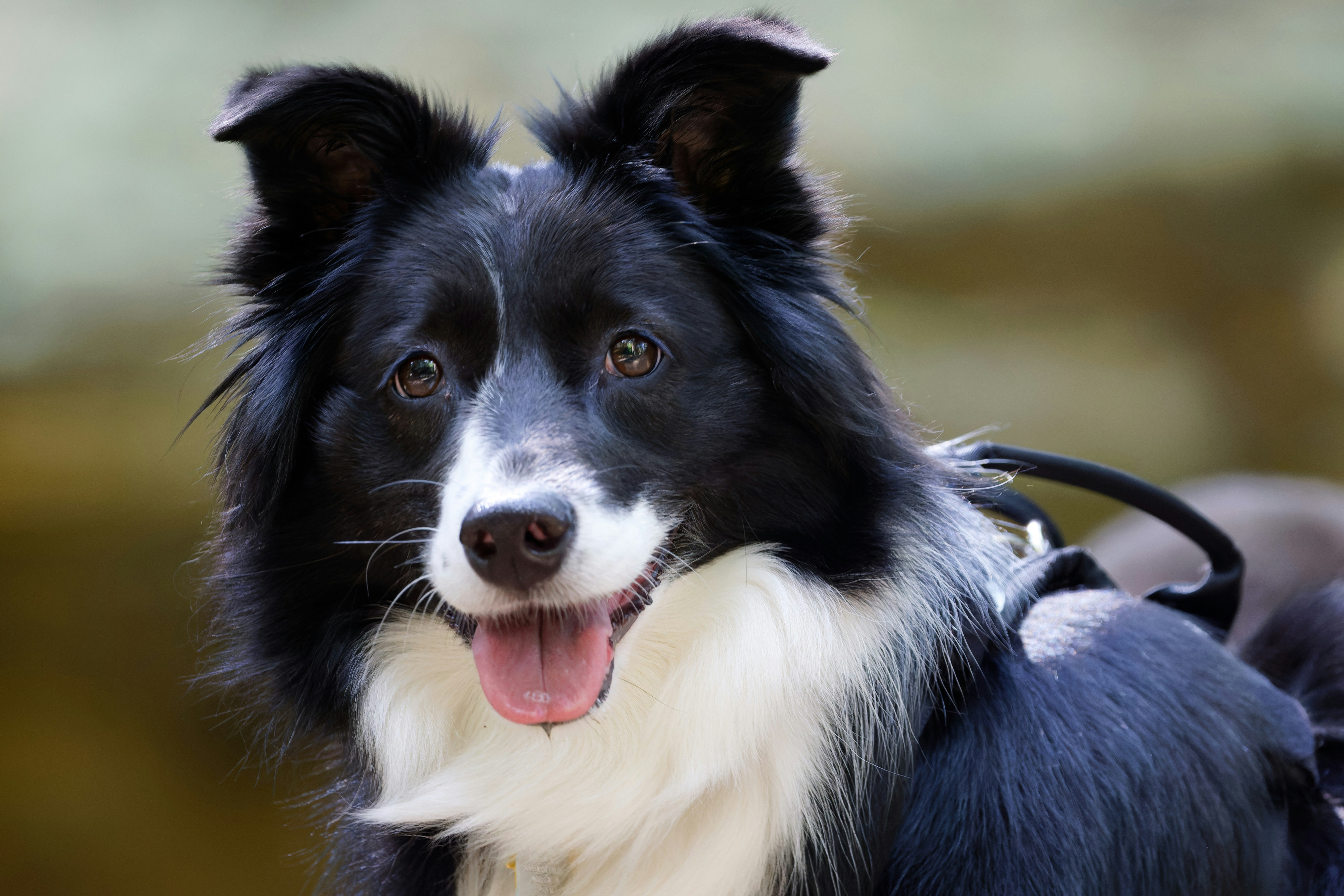 Bright-eyed Border Collie with Tongue Out in Soft Backdrop