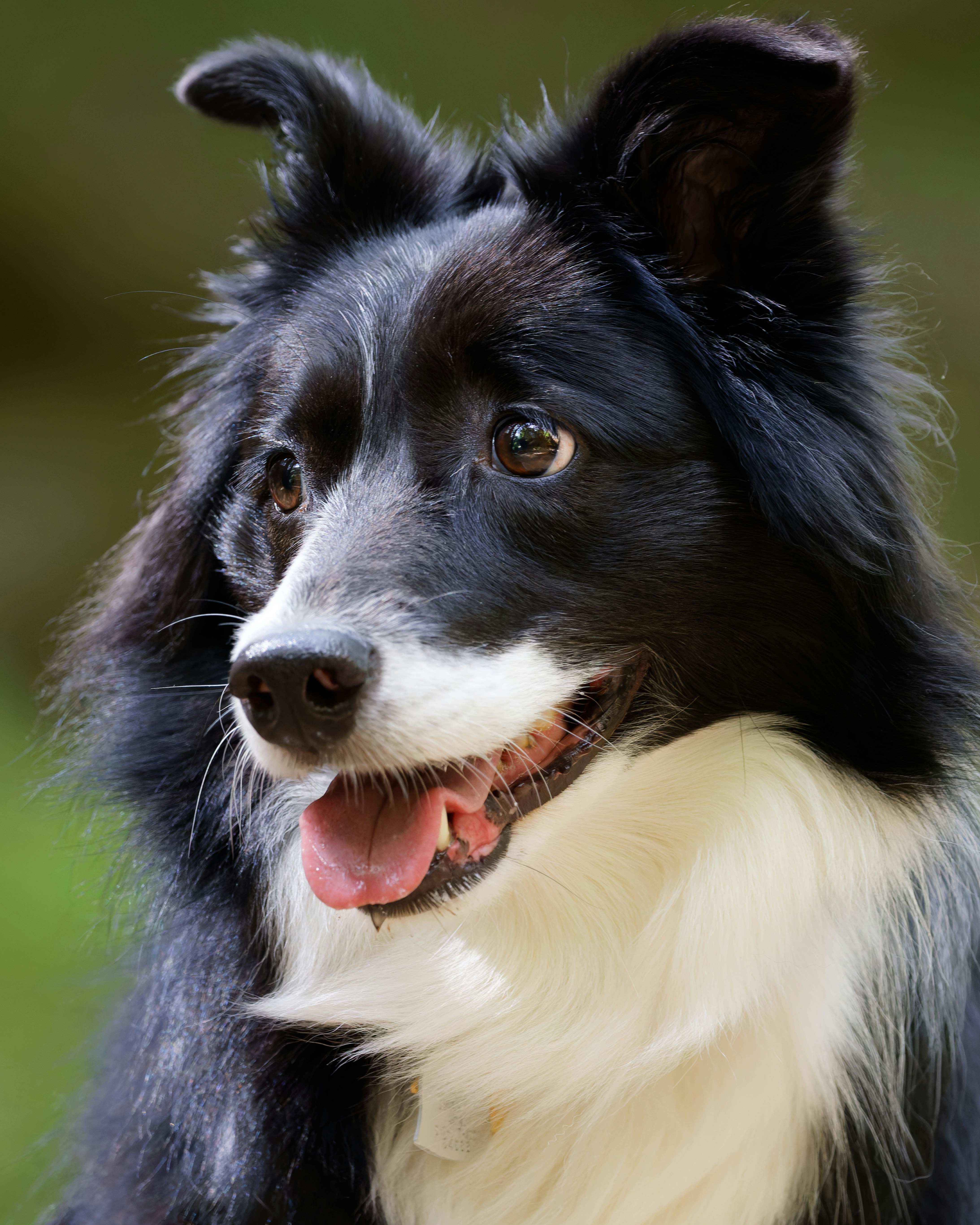 Bright-eyed Border Collie Portrait in Dappled Sunlight