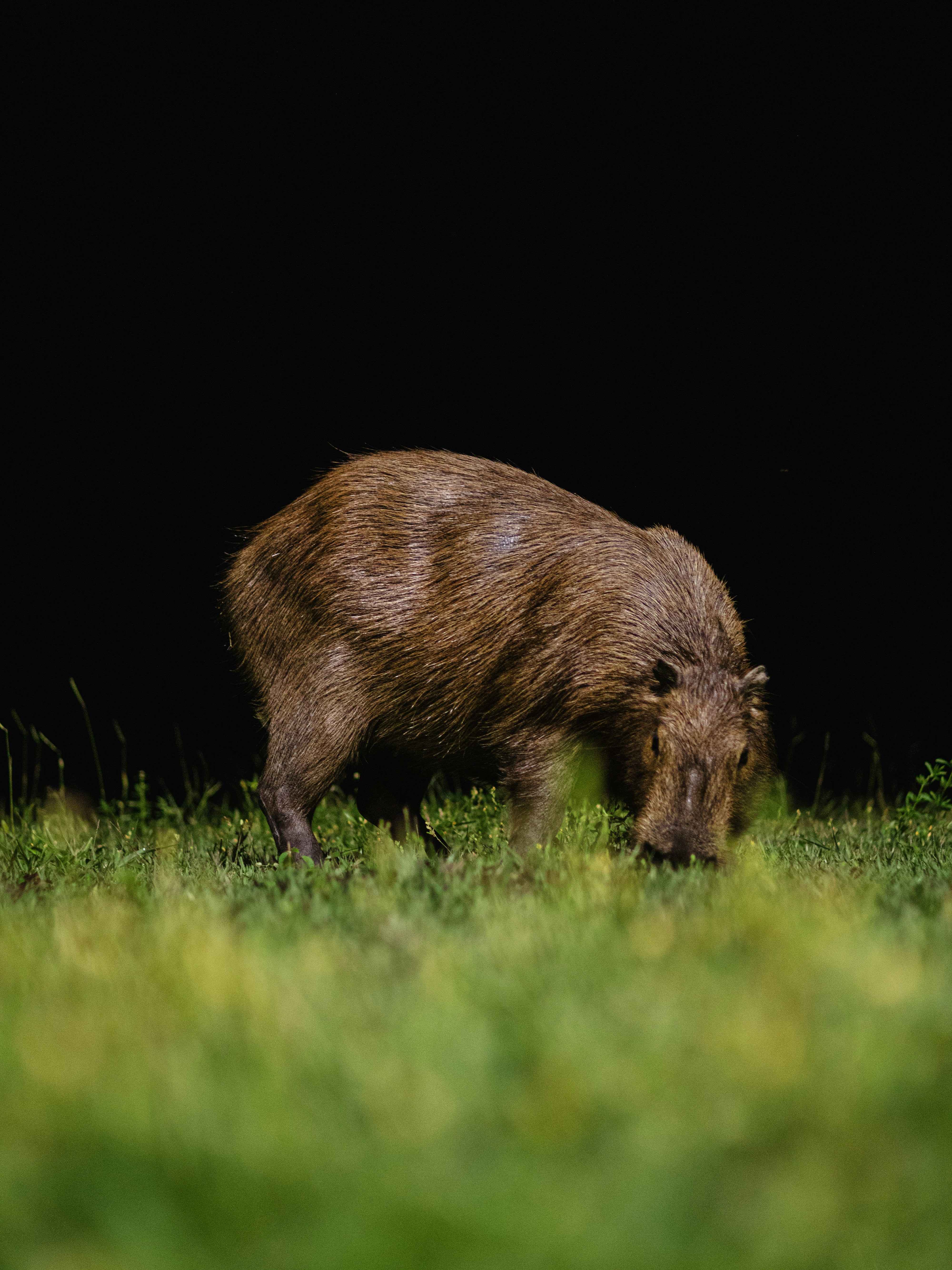 Nocturnal Forager: A Wild Boar Feeds on Moonlit Grass