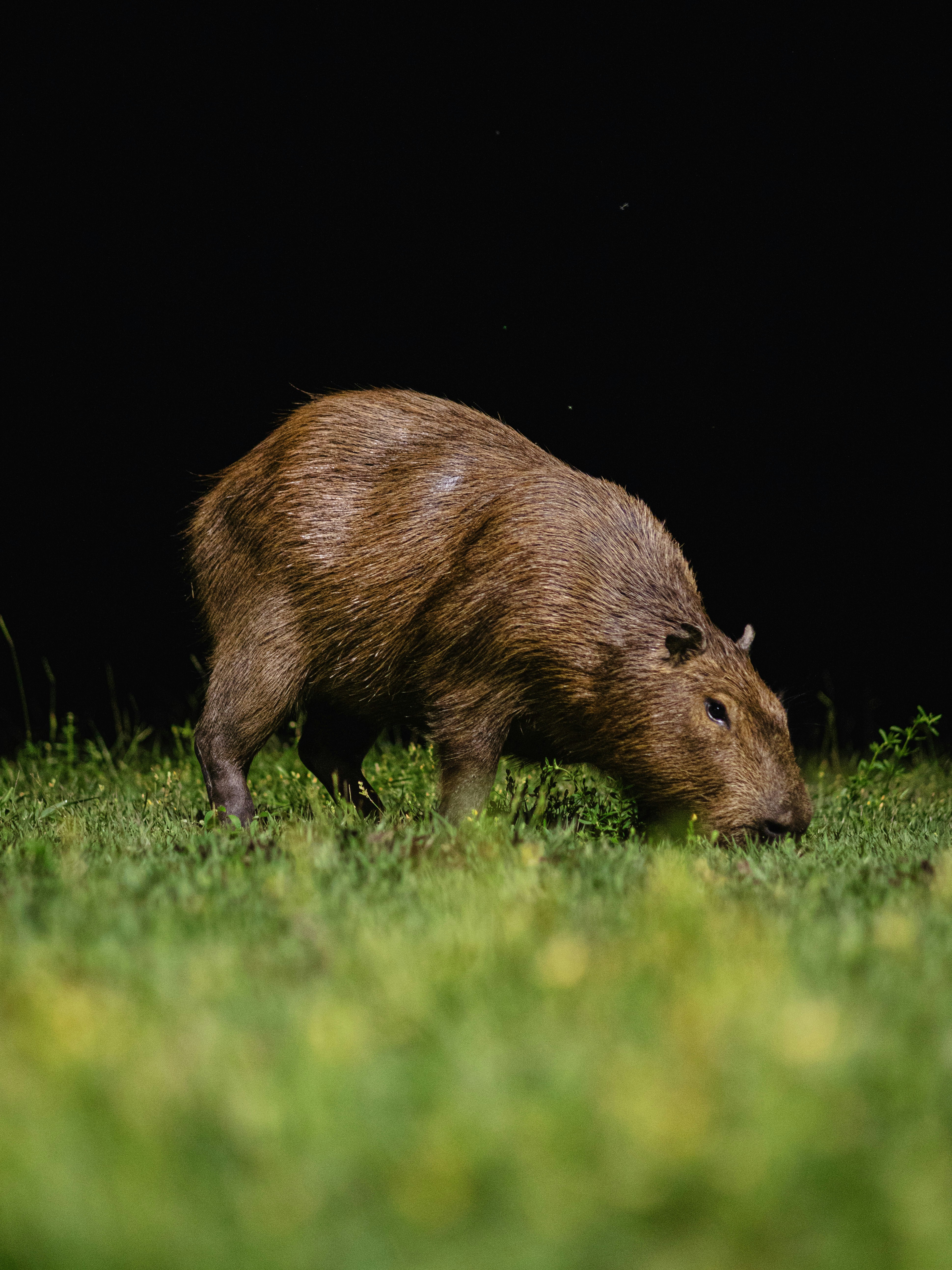 Night Groundhog in Search of Snack Under a Velvet Sky