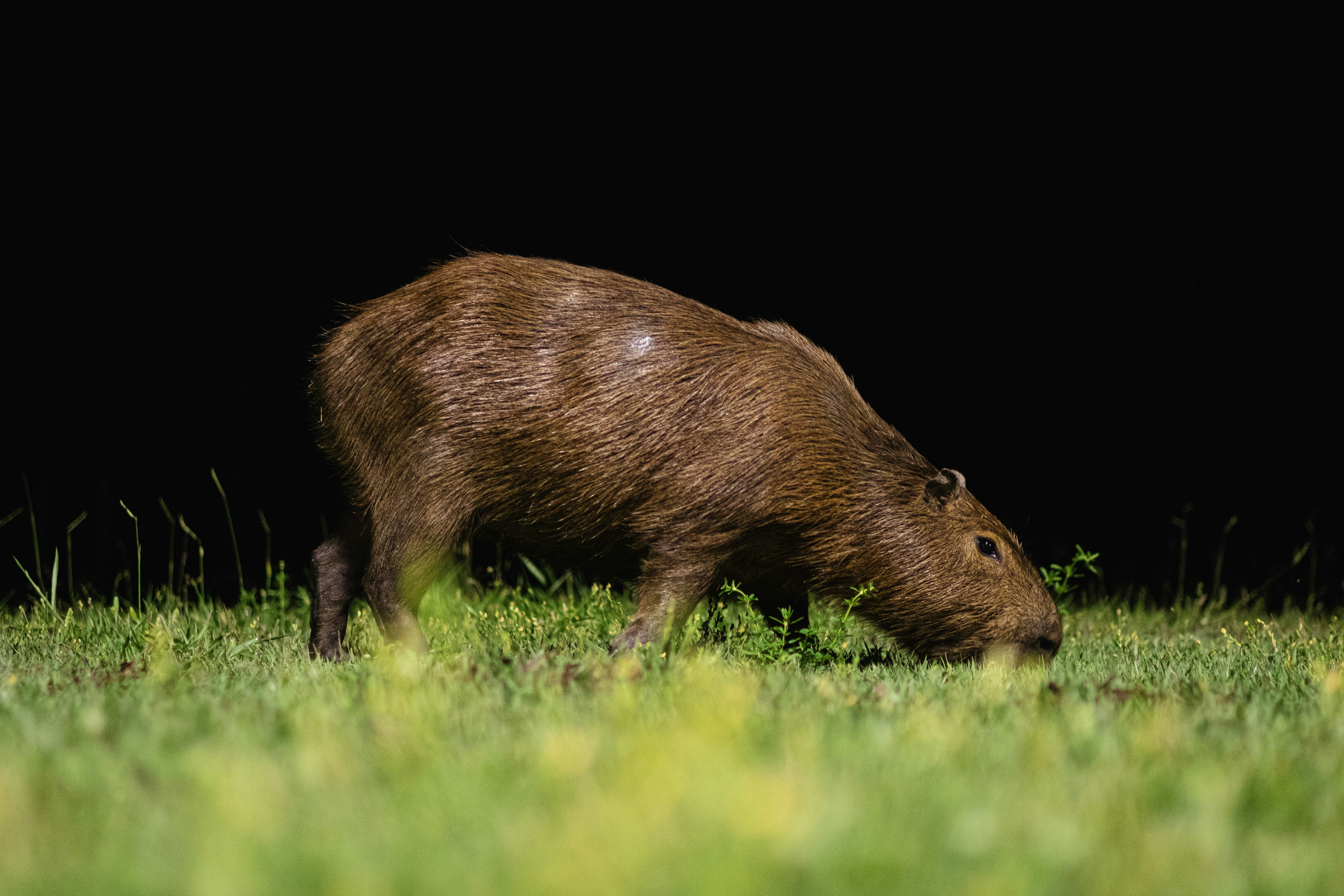Low-Glide Grazing: A nocturnal capybara in soft grass under a dark sky
