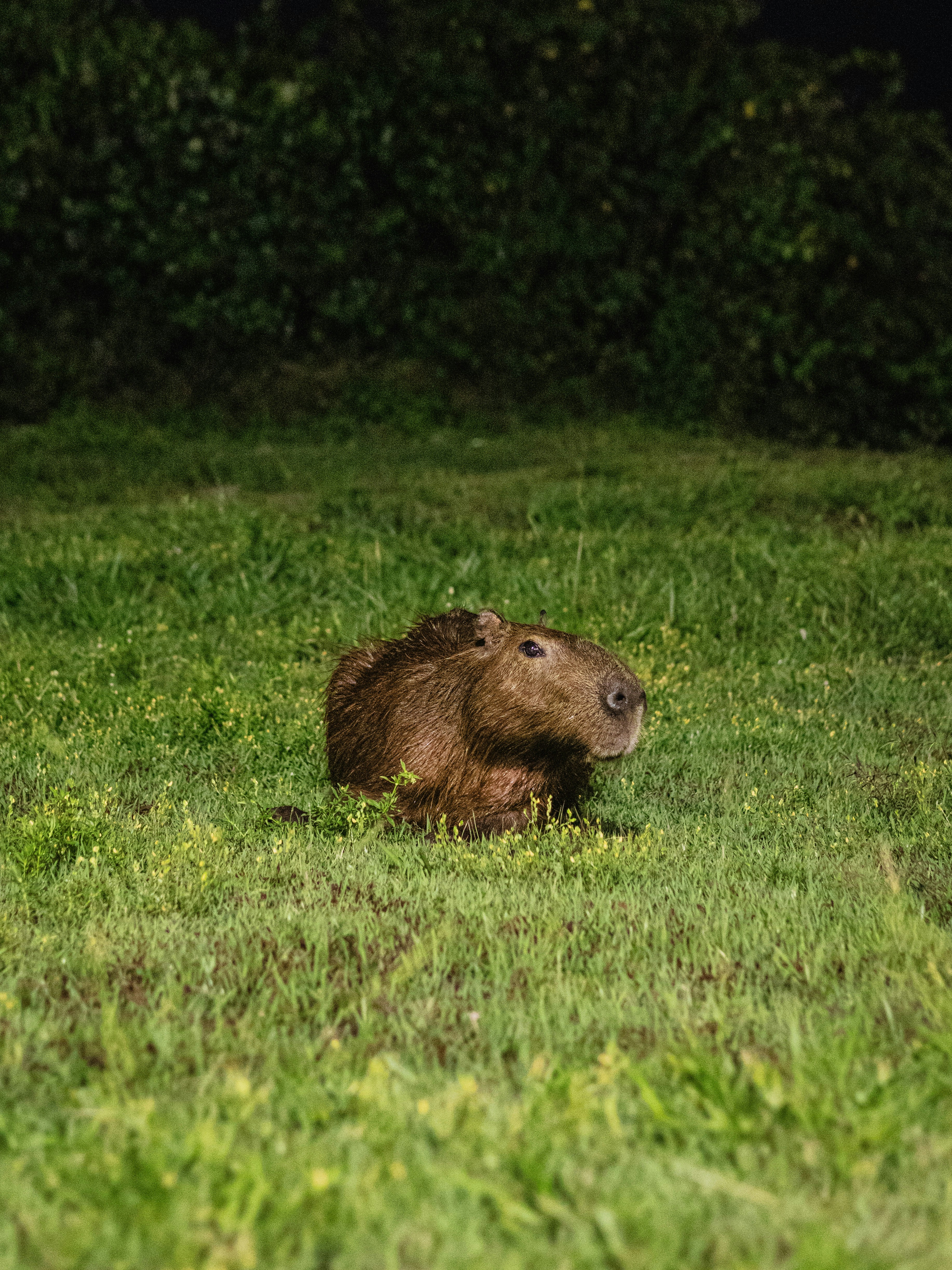 Brown marmot in sunlit meadow, mid-field focus