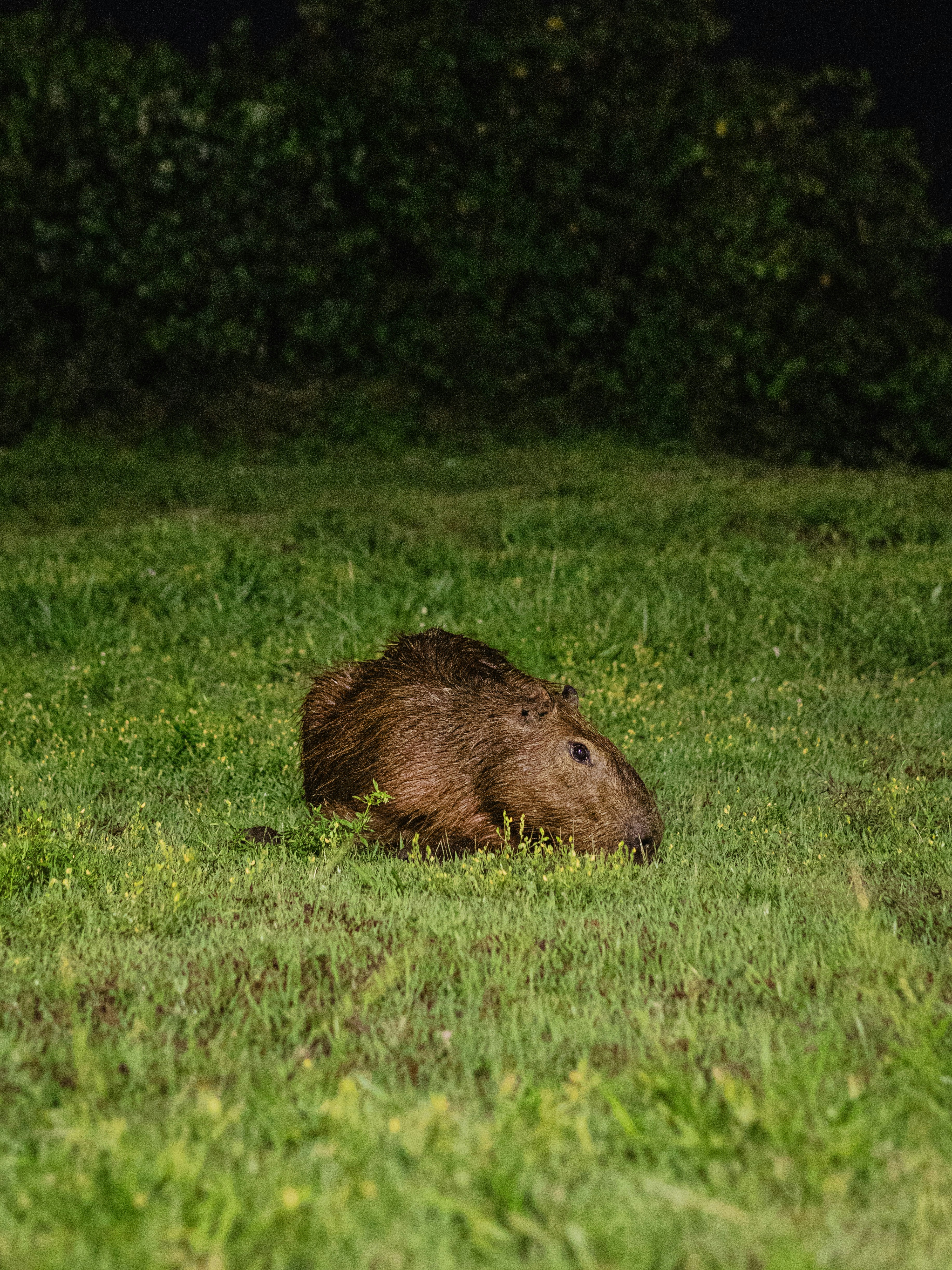 Rumble in the Grass: A Field-mellow Capybara at Dusk