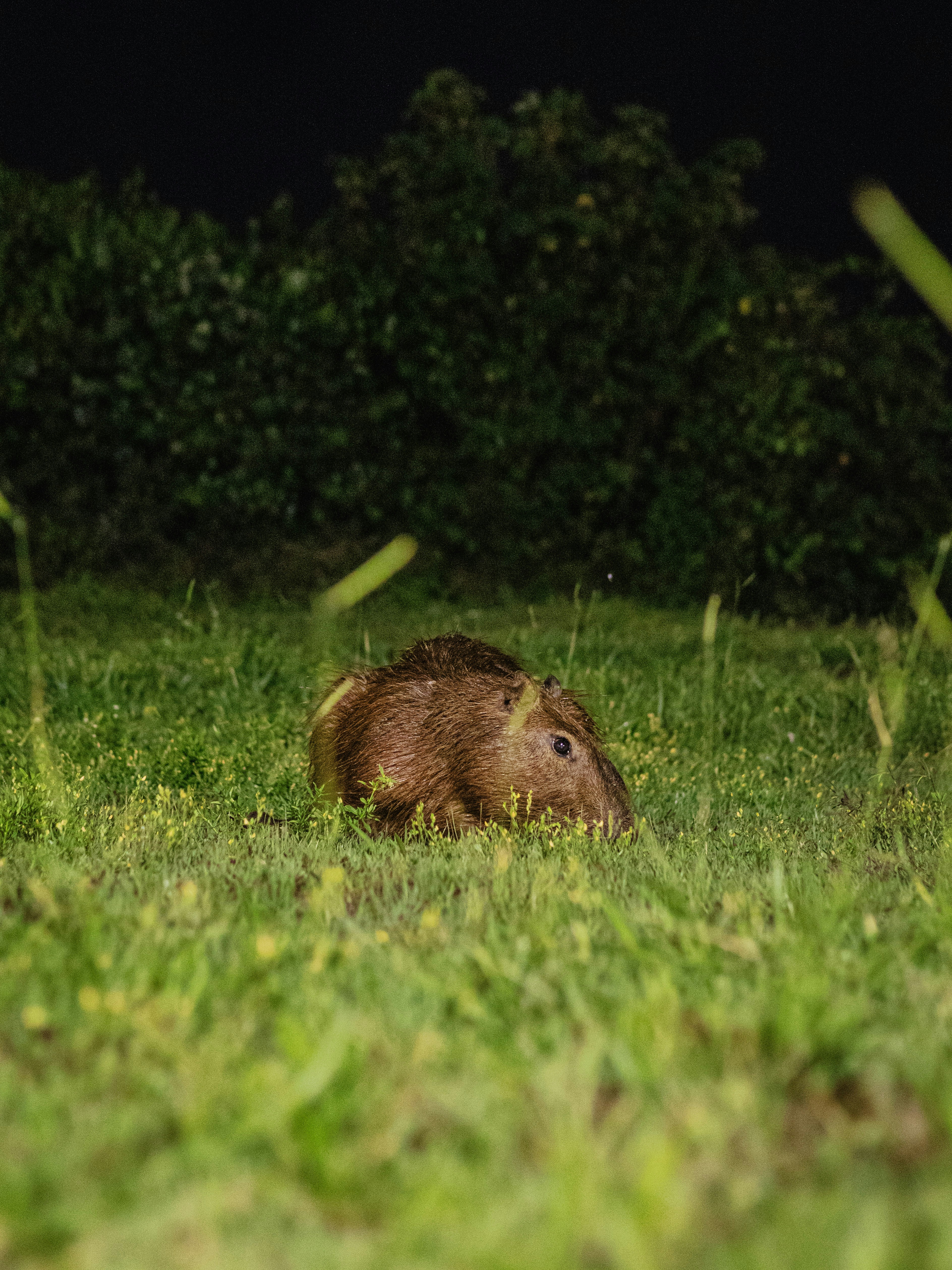 Nocturnal Meadow Receiver