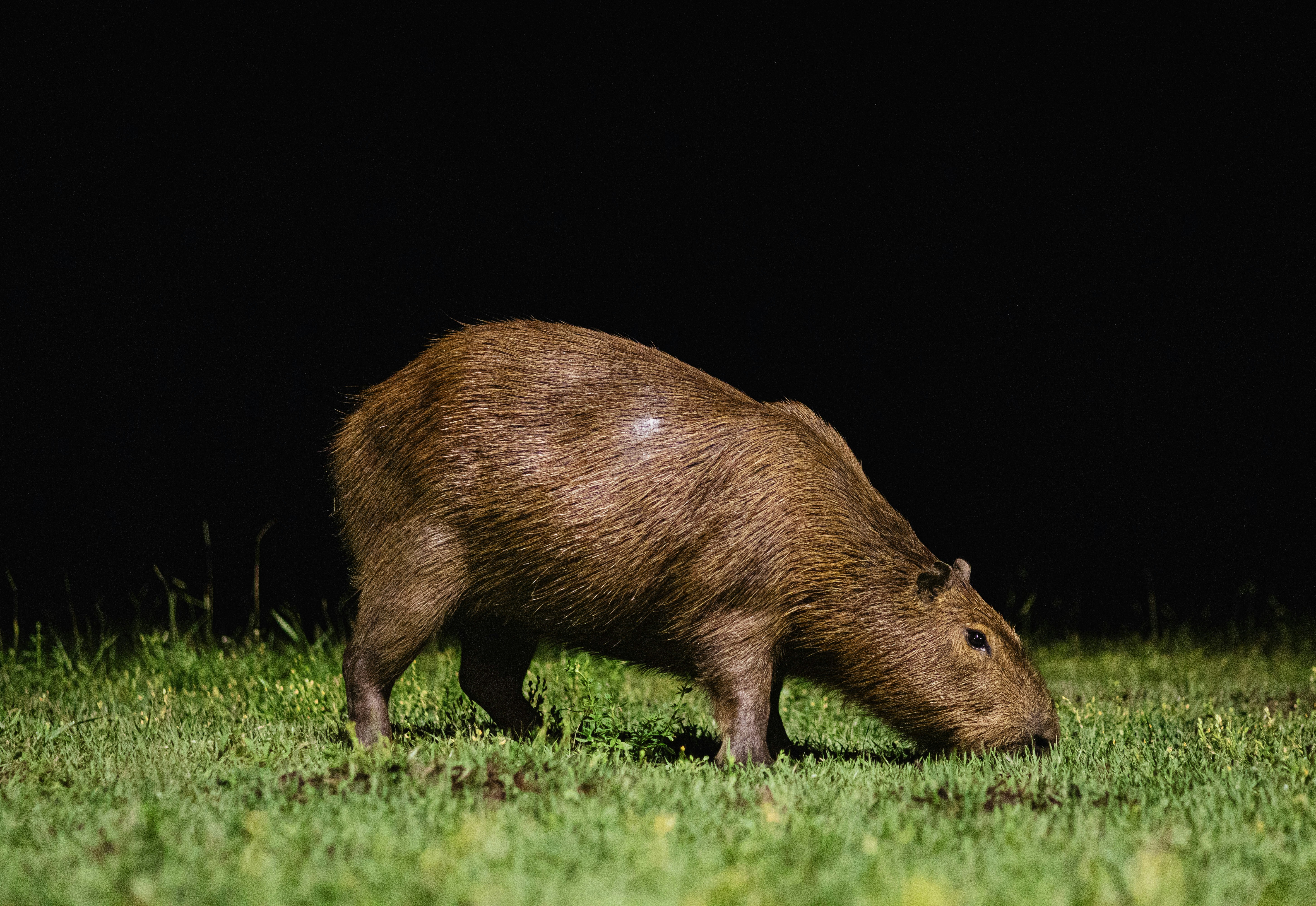 Night-Grass Stalker: a capybara foraging under moonlit sky