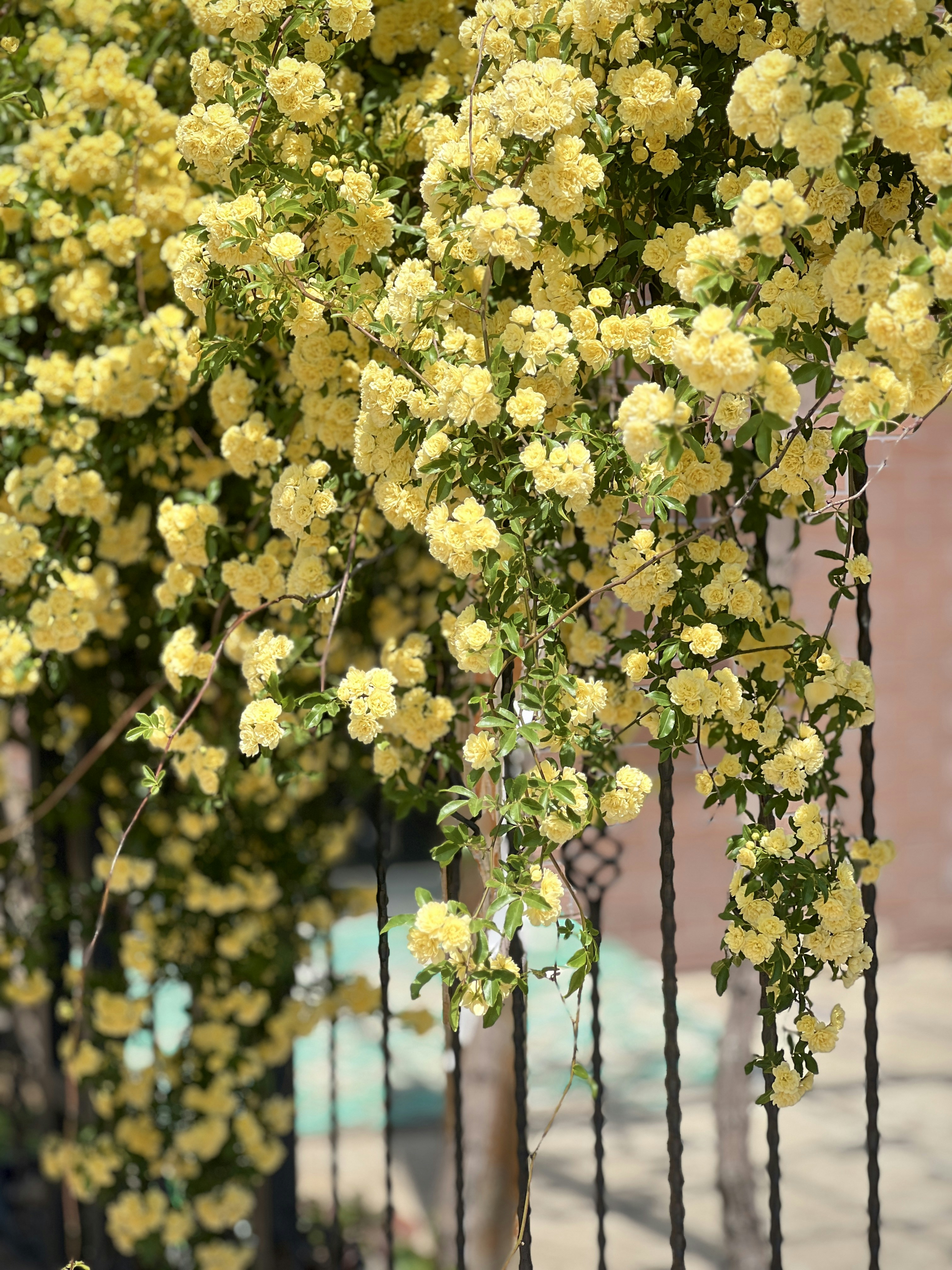 Sunlit Cascade of Yellow Roses Over a Wrought-Iron Trellis