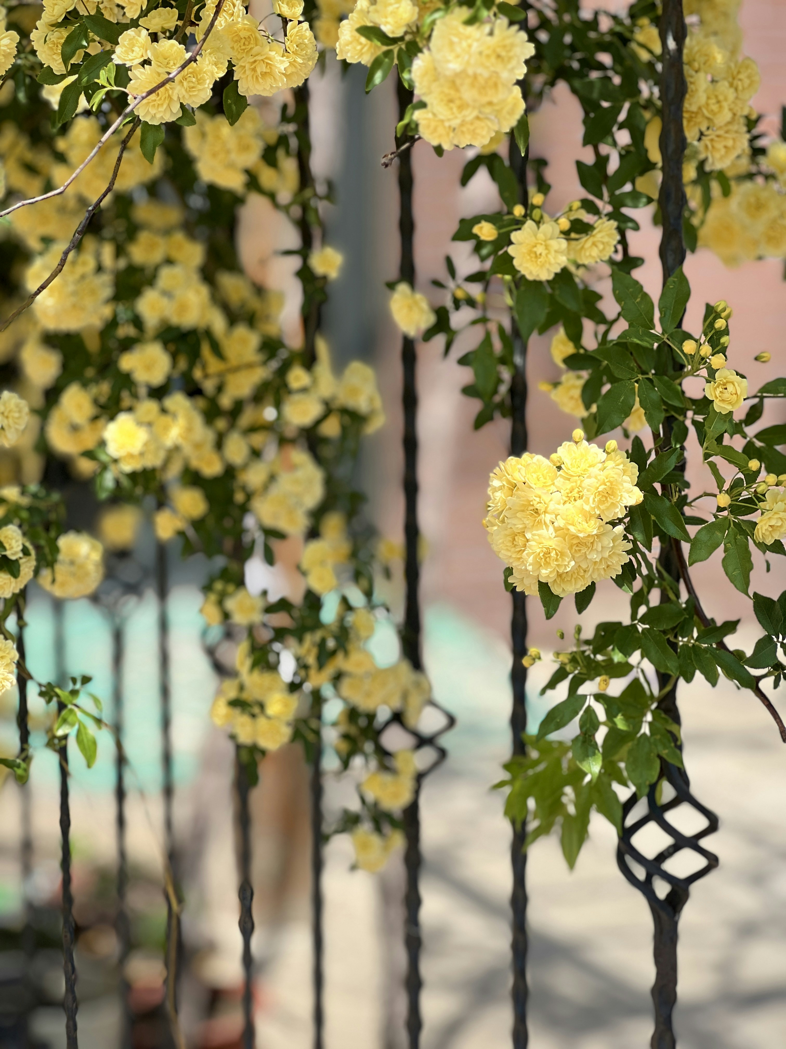 Yellow Blossom Arch Through Wrought Iron