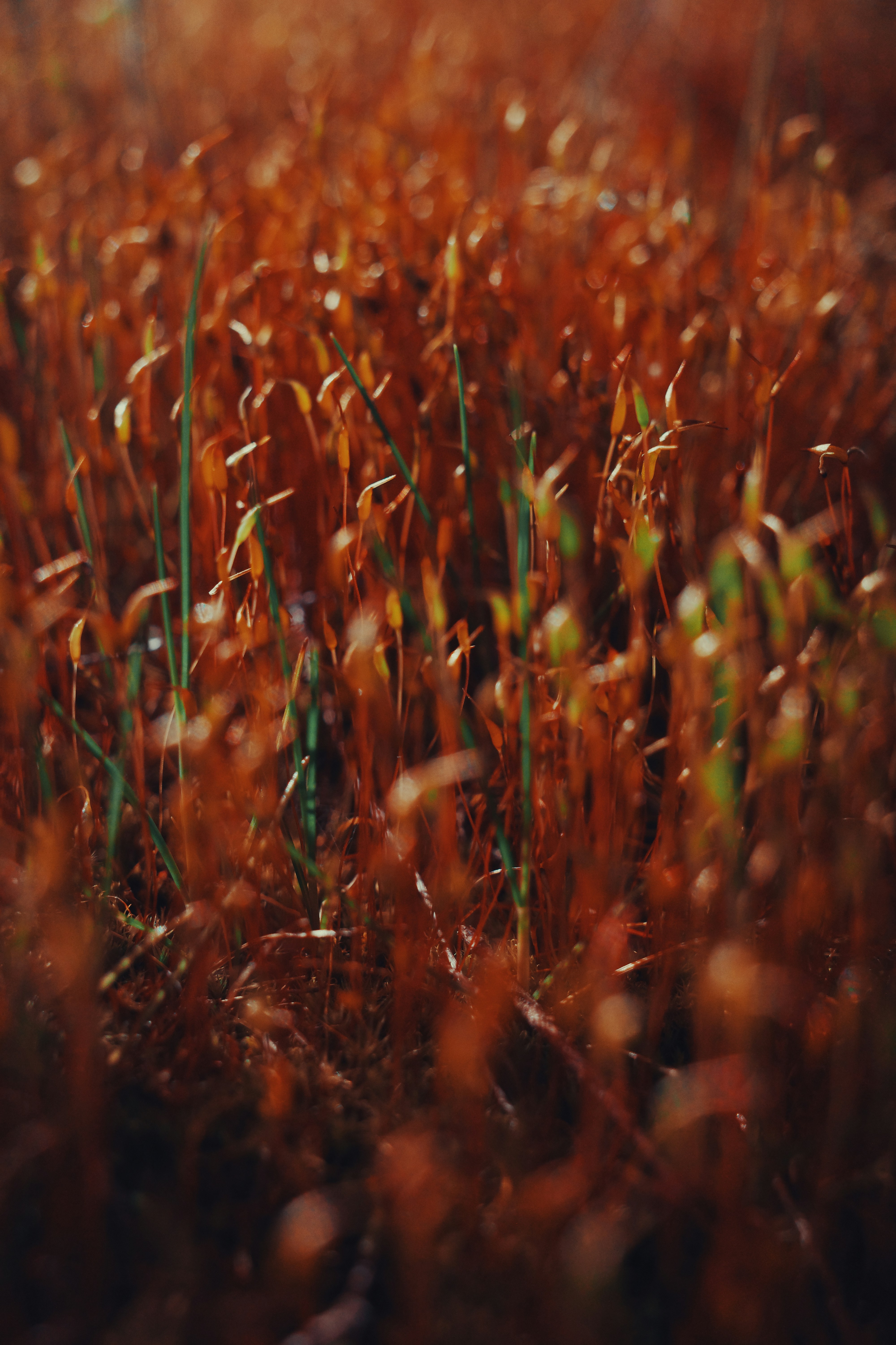 Crimson Grass: Ember-like Stalks in Quiet Dusk