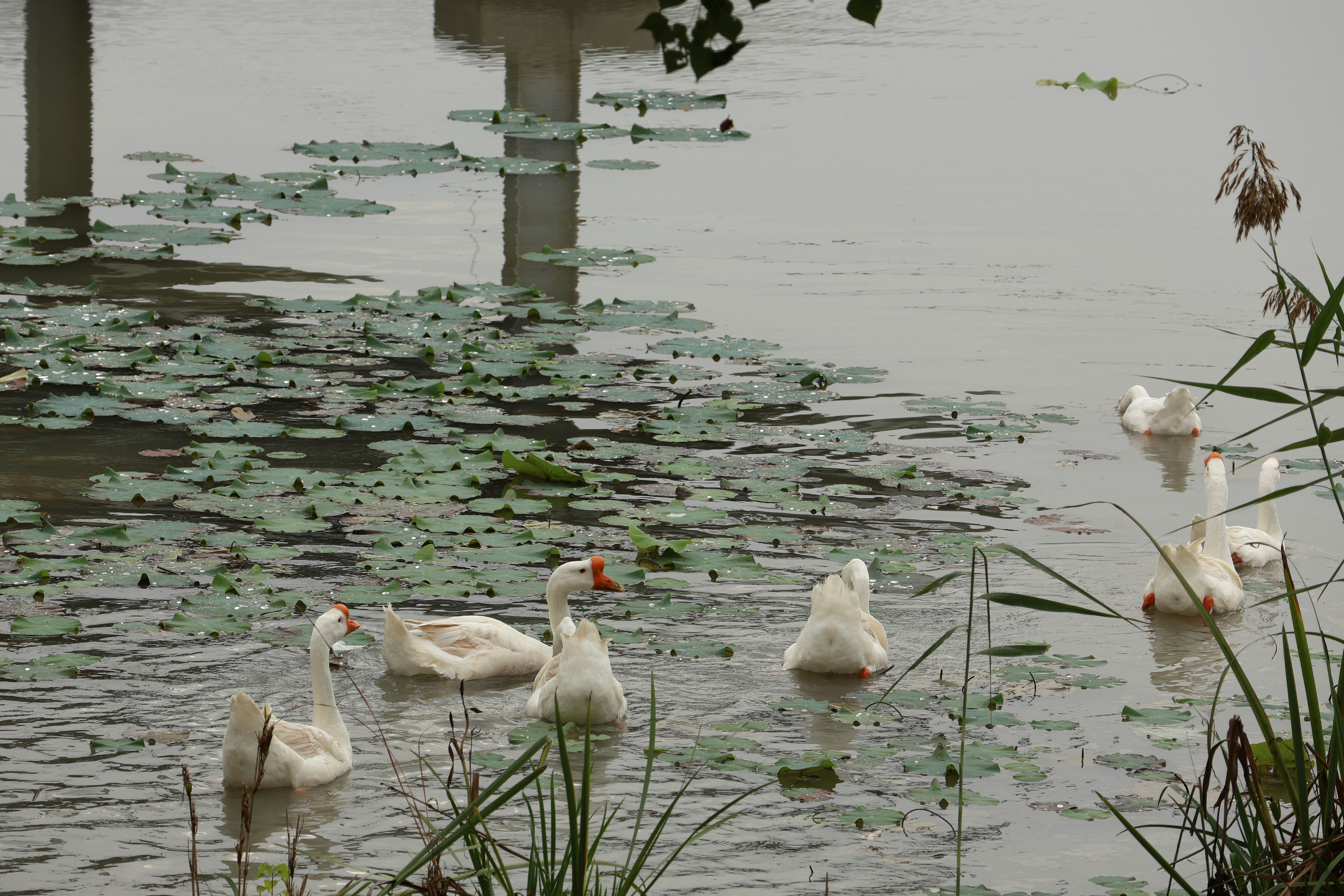 Swan-clouded Haven: A Gentle Assembly by Lily-Edged Waters
