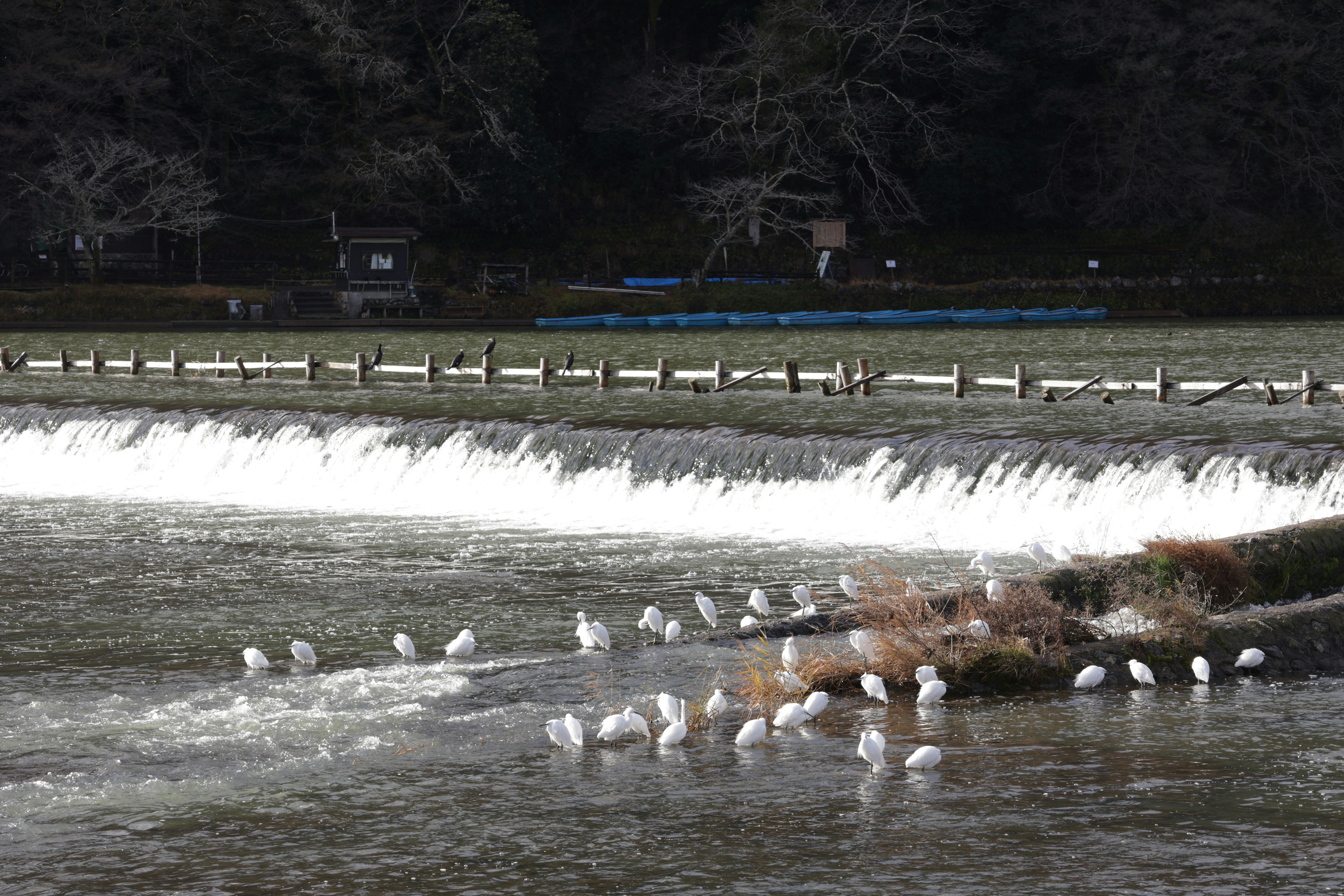 White-Feathered Chorus at the River Break