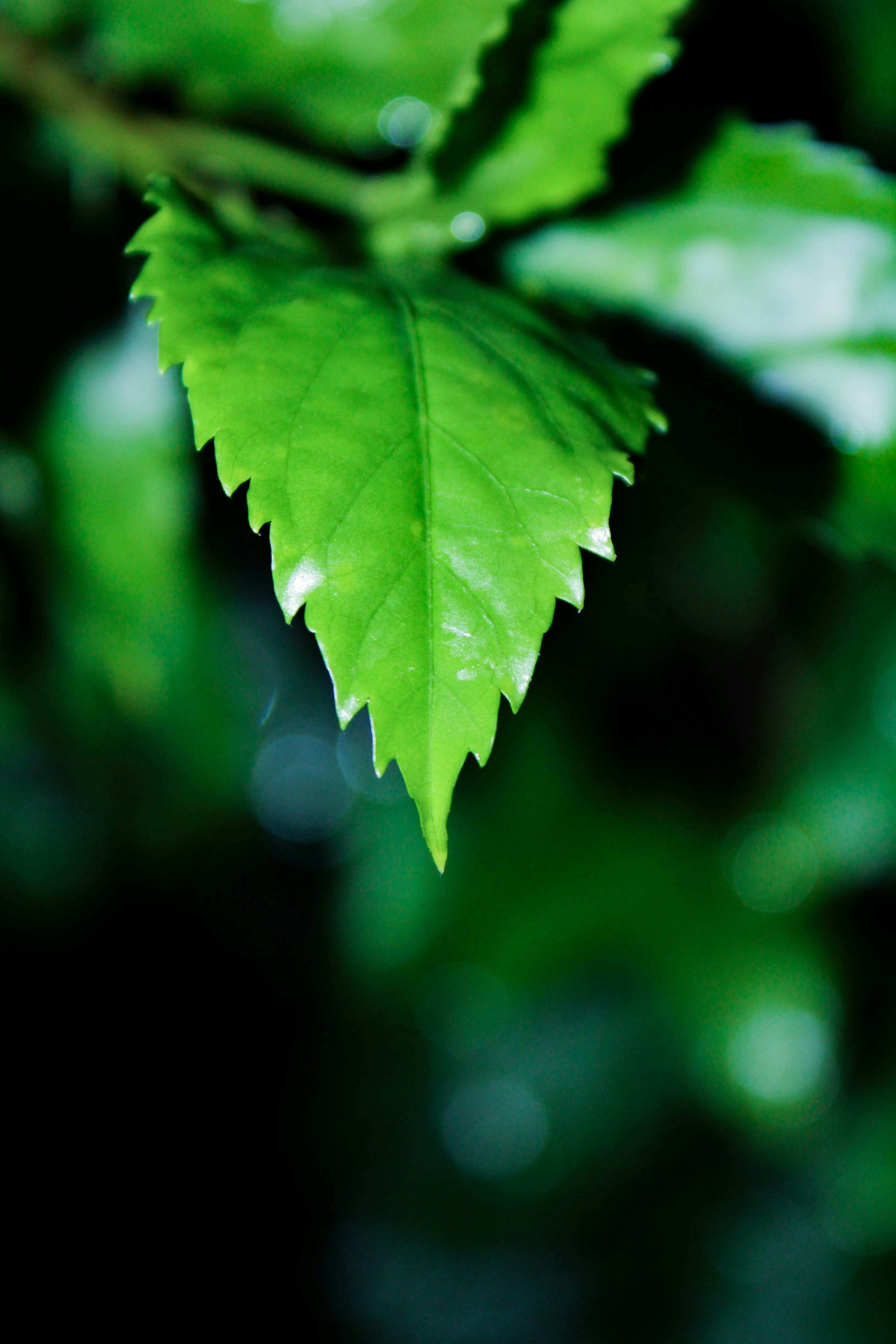 Emerald Vein: a single leaf in sharp focus against a lush, blurred backdrop