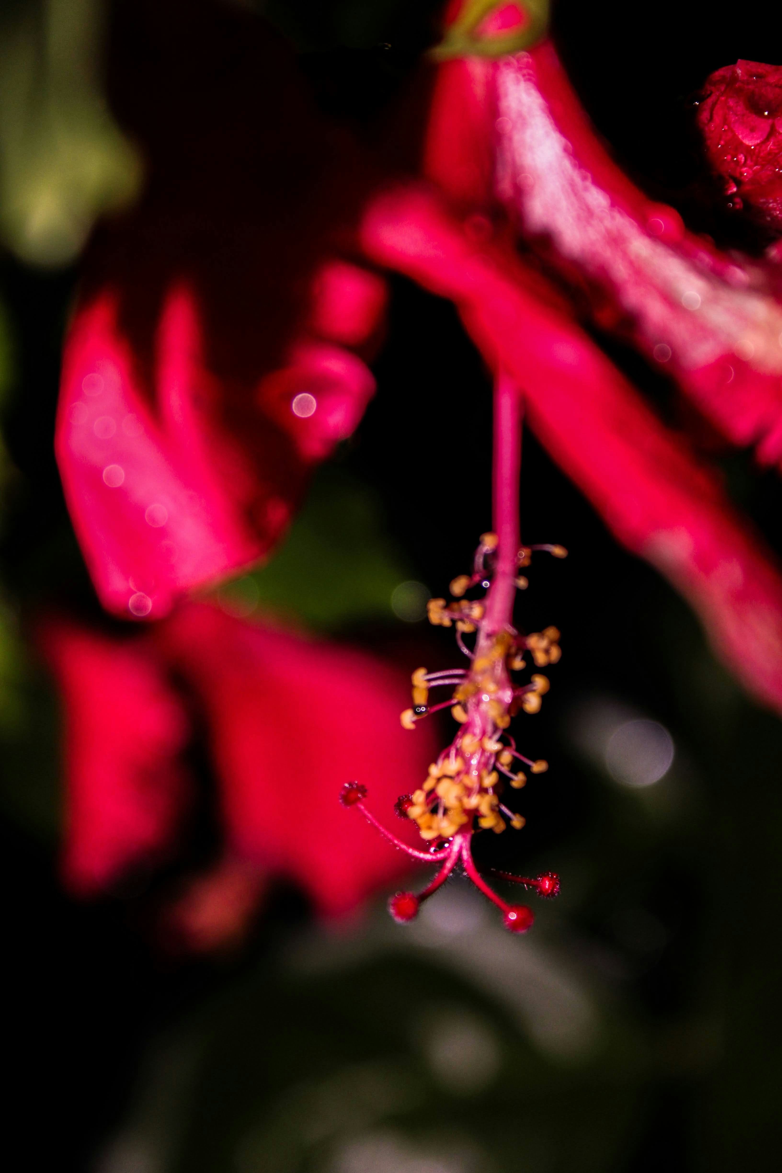 Midnight Stamen: A single crimson pistil in focus amid velvet petals