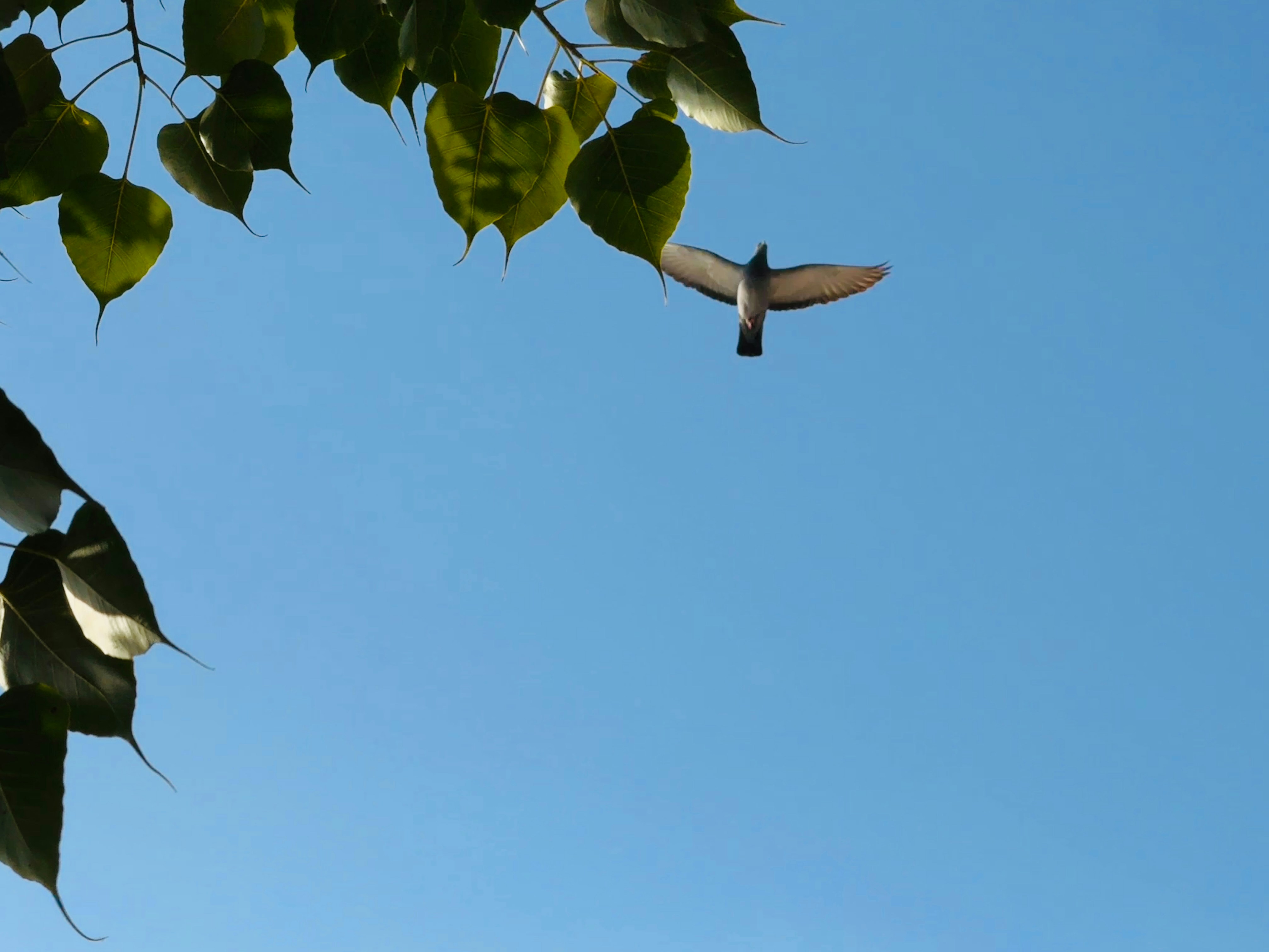 Soaring Focus: A Bird Cuts Across a Clear Sky