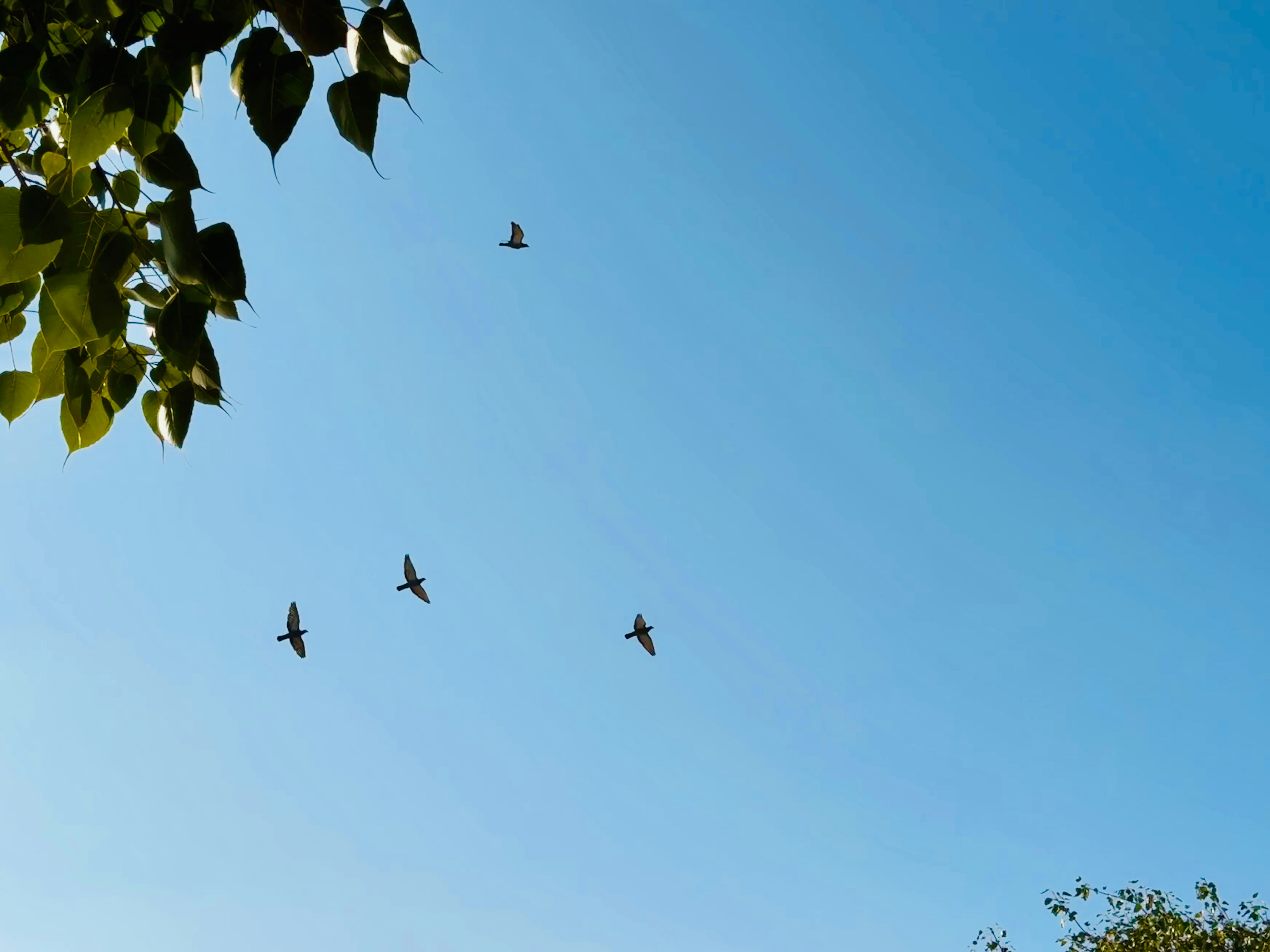 Vagrant Birds Crossing a Clear Spring Sky