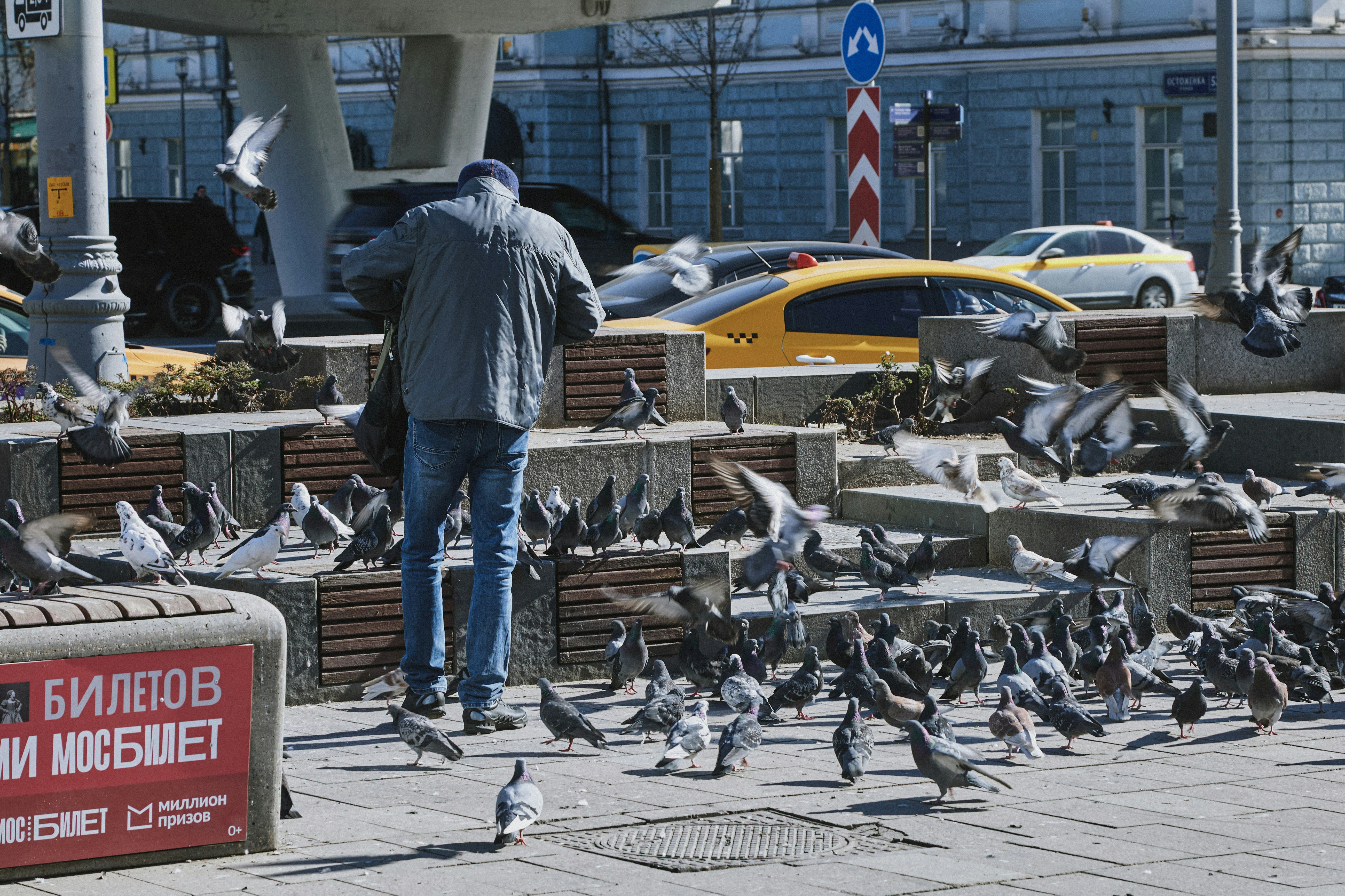 Midday City Pigeons in Flight Around a Striding Pedestrian