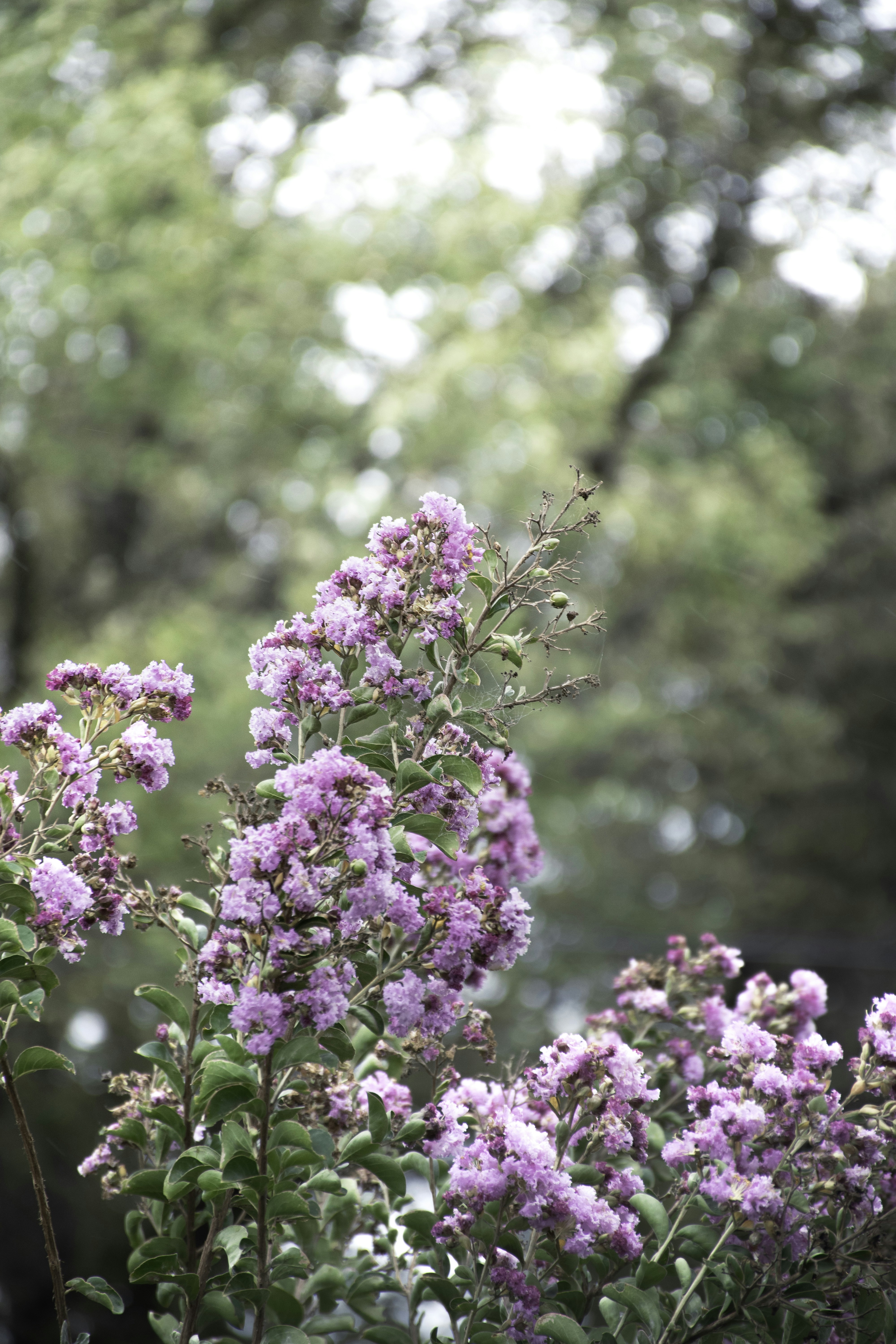 Vivid lilac blossoms rising above a soft garden backdrop